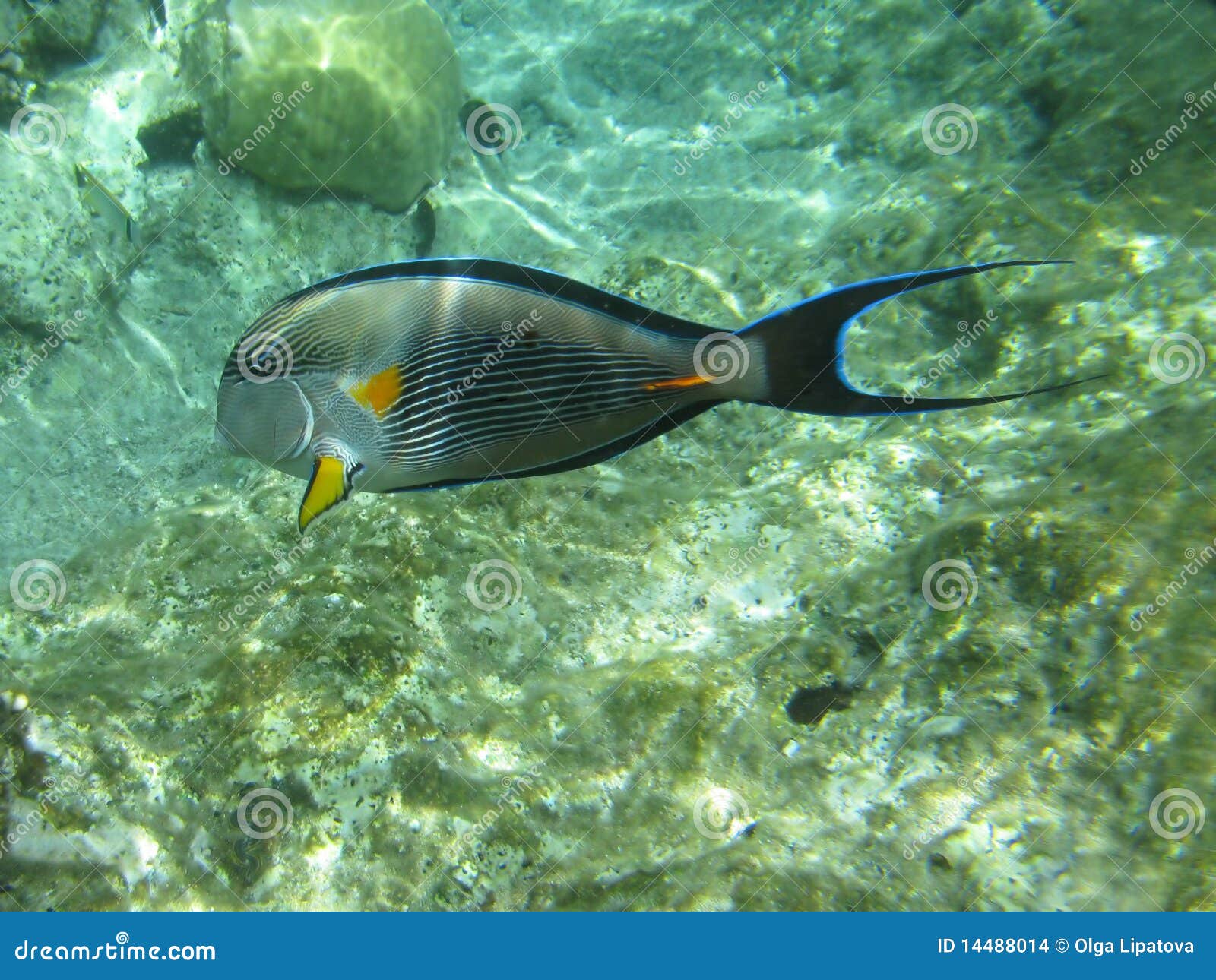 Shohal Surgeon Fish (Acanthurus Sohal) Stock Photo - Image of ...