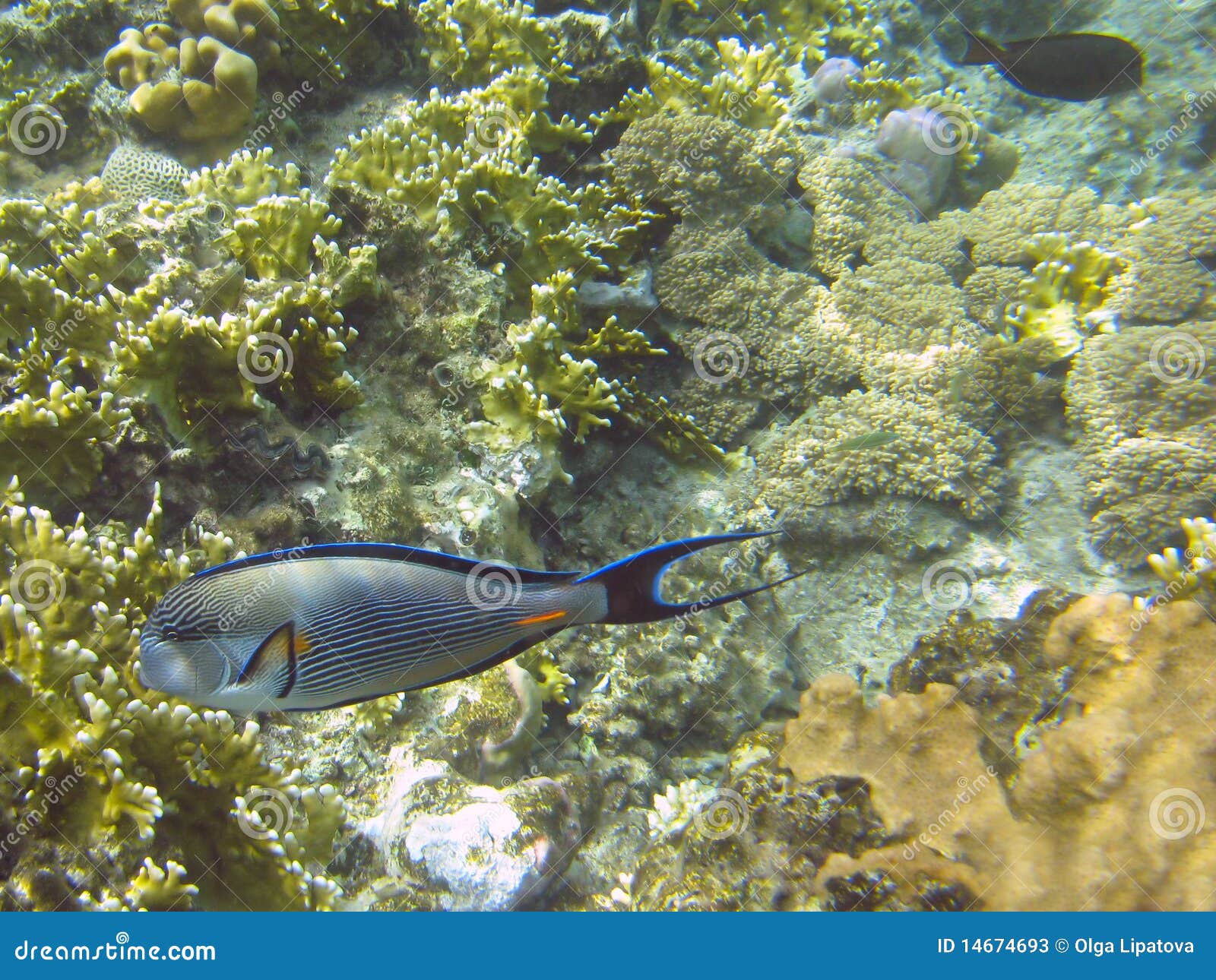 Shohal Surgeon Fish (Acanthurus Sohal) Stock Image - Image of travel ...