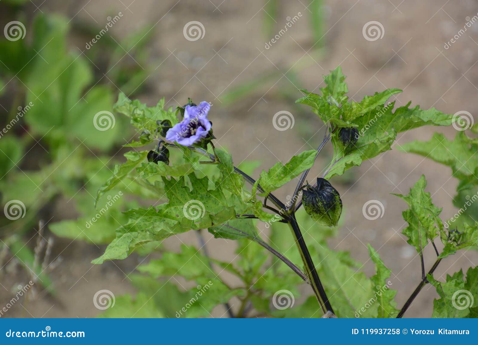 Shoo fly plant stock photo. Image of ornamental, blue - 119937258