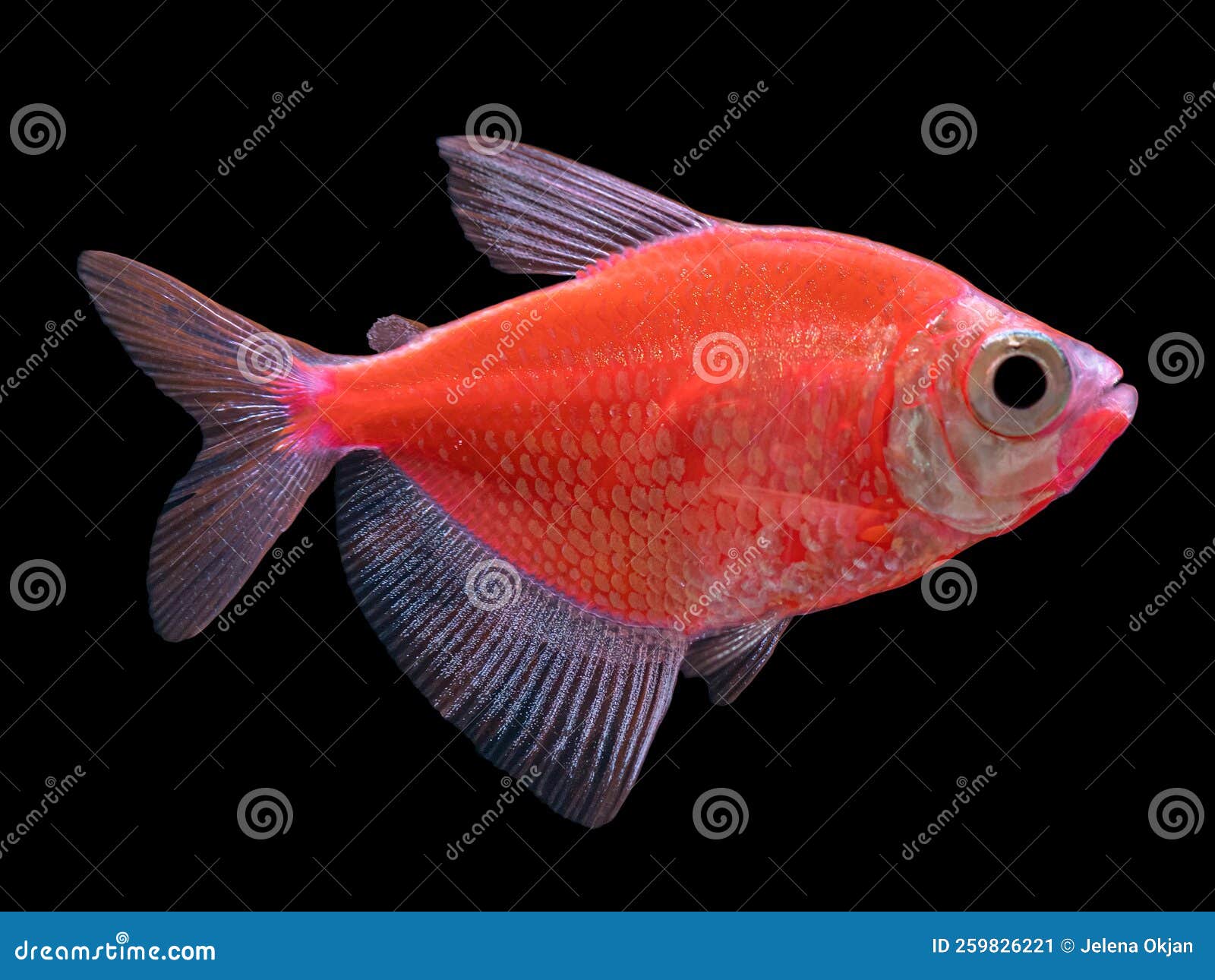 Aquarium Fish stock image. Image of goldfish, fresh - 259826221