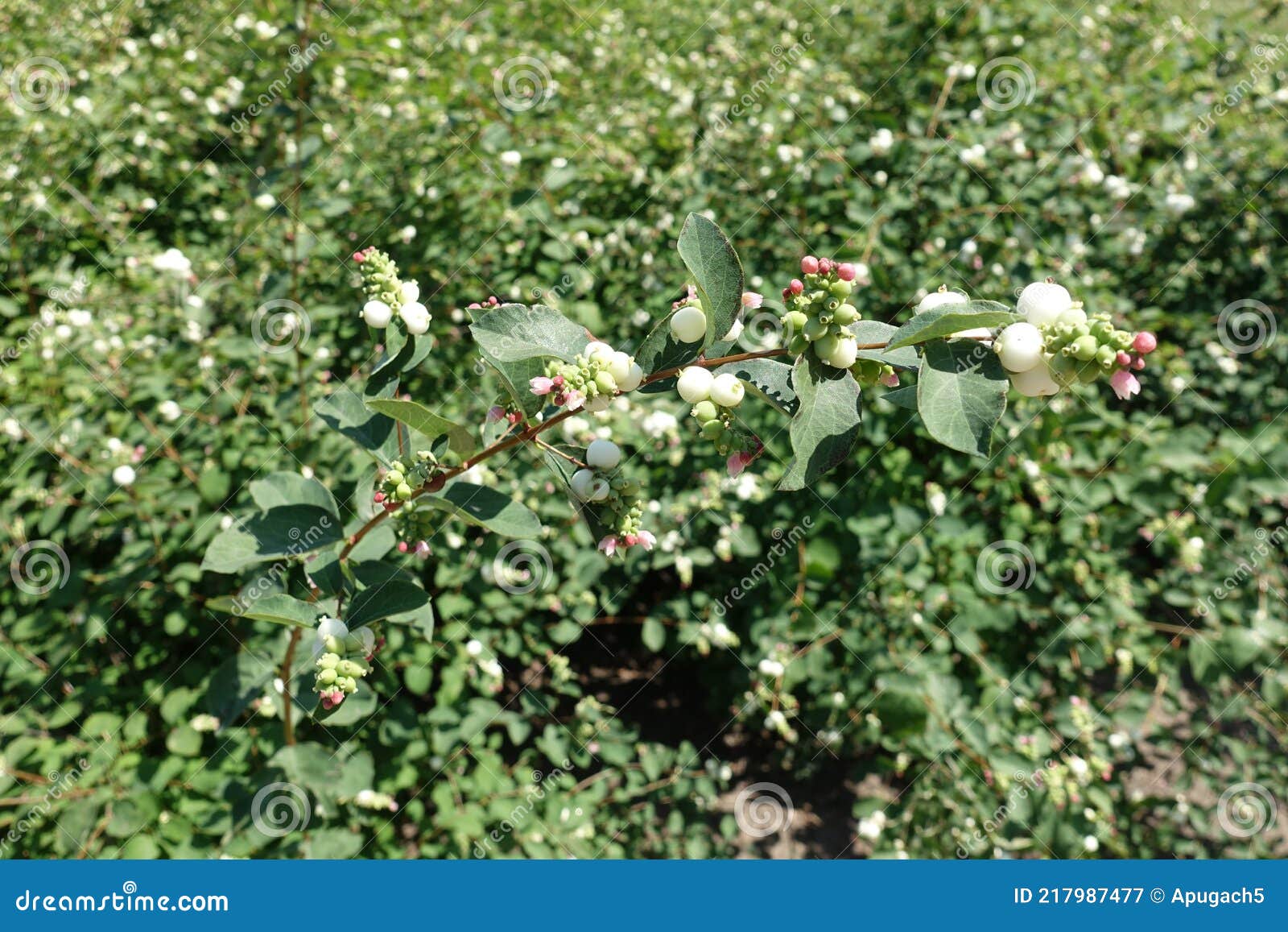 Shoot of Blossoming Bush of Common Snowberry Stock Image - Image of ...