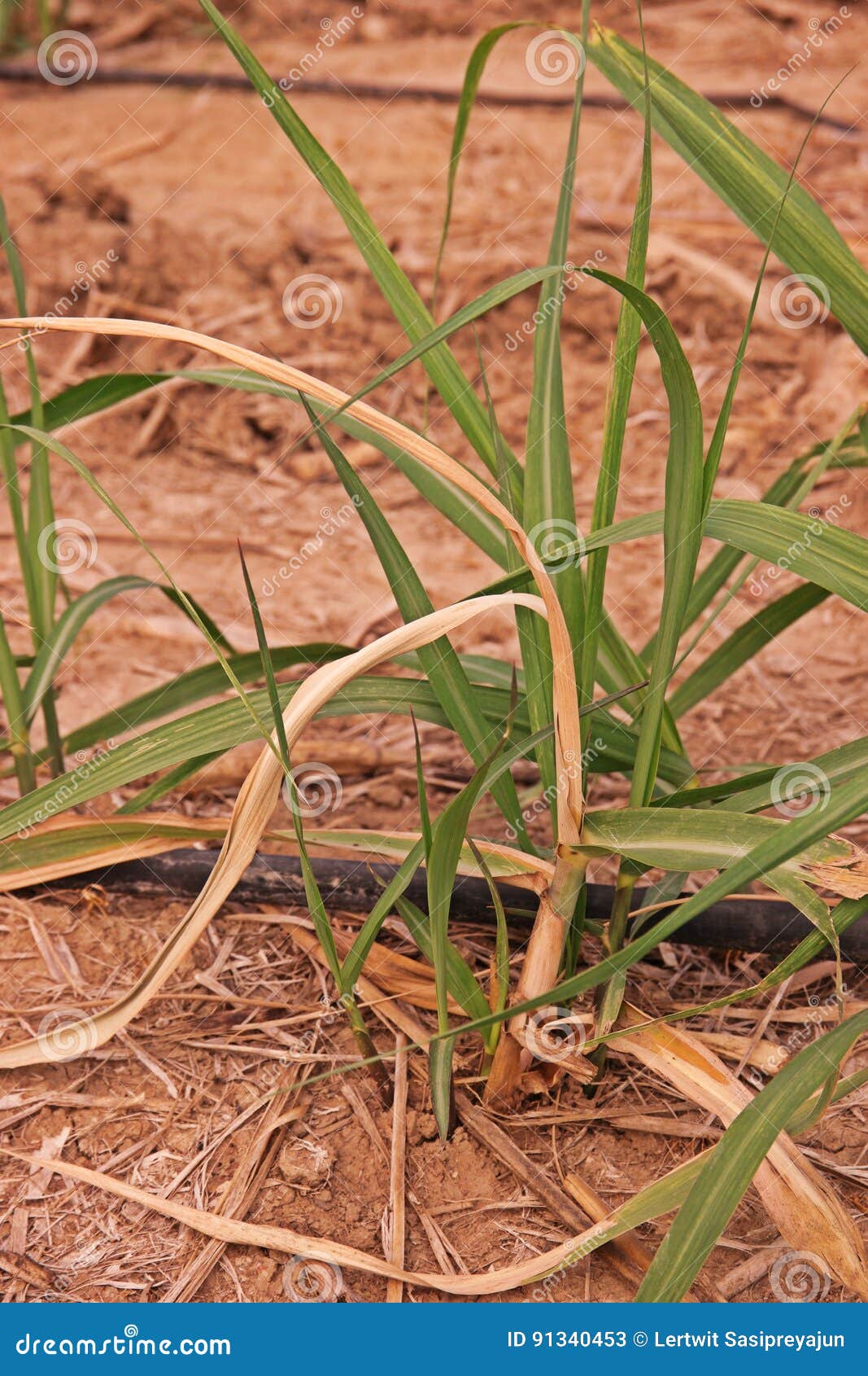 Shoot borer in sugarcane stock image. Image of farm, plant - 91340453