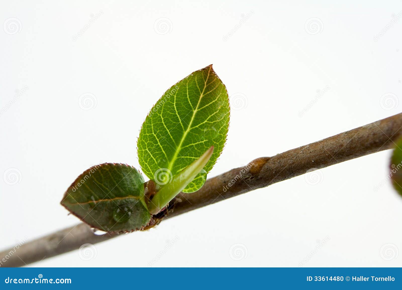 Shoot stock photo. Image of macro, leaves, season, leaf - 33614480