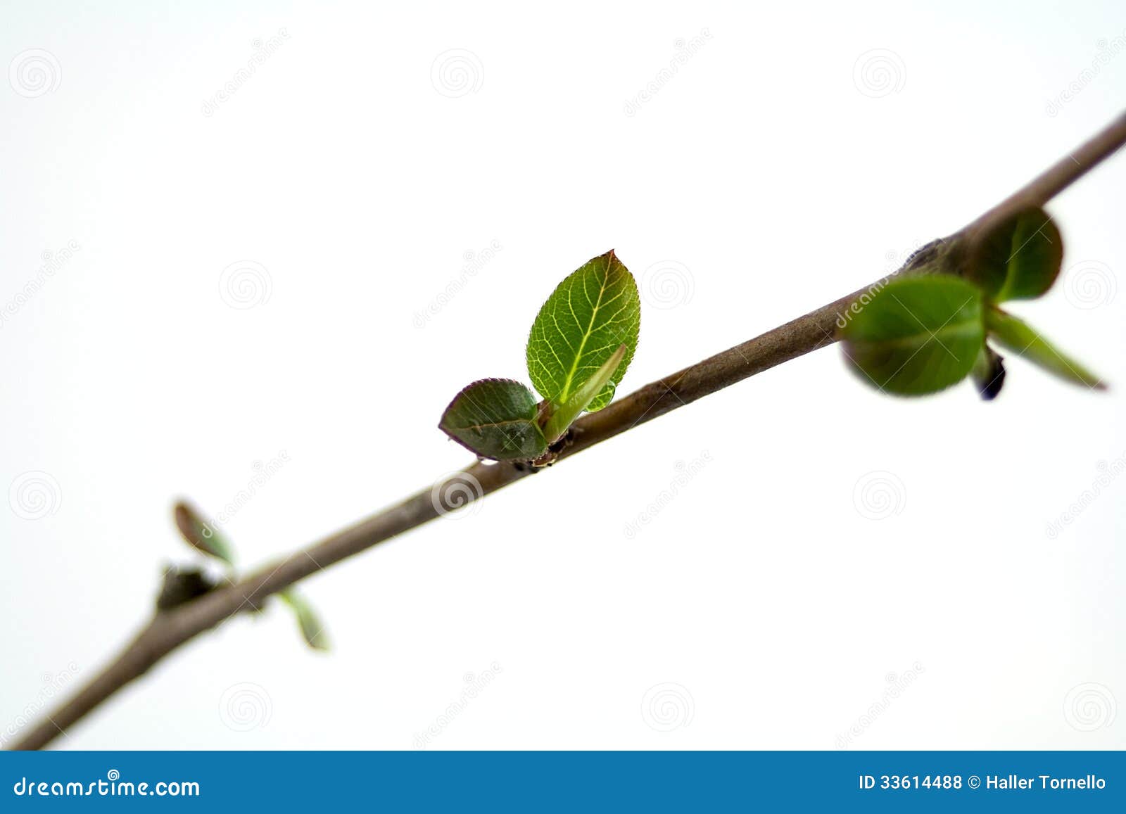 Shoot stock photo. Image of nature, macro, environment - 33614488