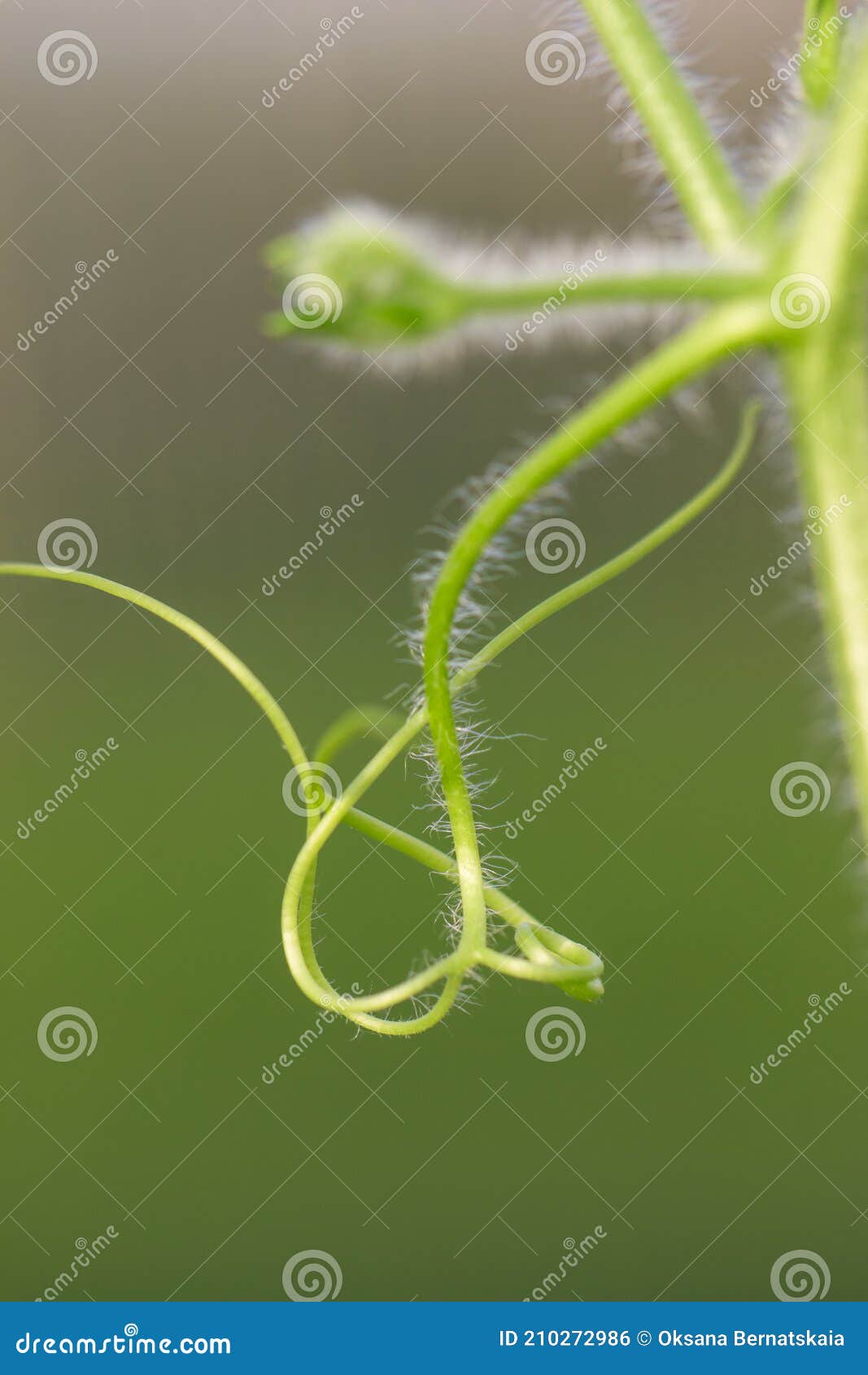 Shoot on a Branch of Watermelon for Weaving Stock Photo - Image of ...