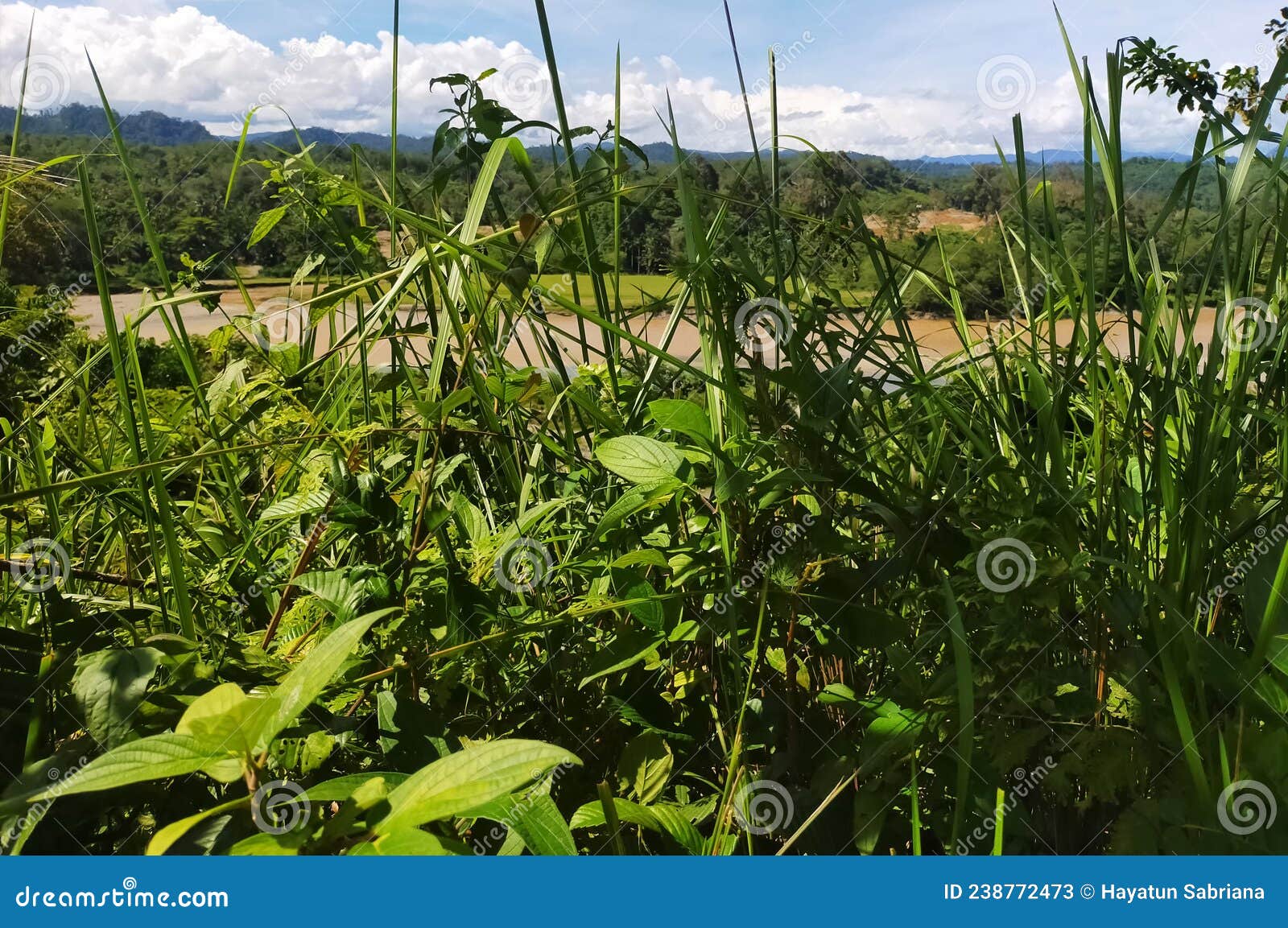 The Shoot of Bushes in the Back of a River. Stock Image - Image of ...
