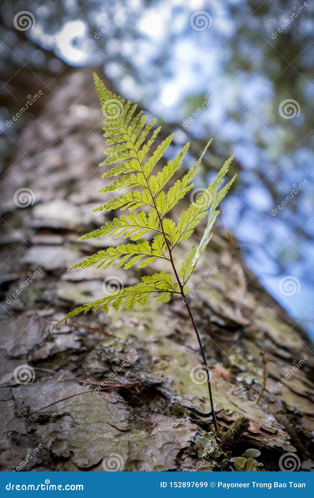 Ferns on pine trees stock image. Image of outdoors, green - 152897699