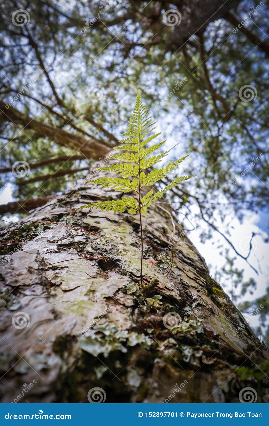 Ferns on pine trees stock image. Image of pine, environment - 152897701