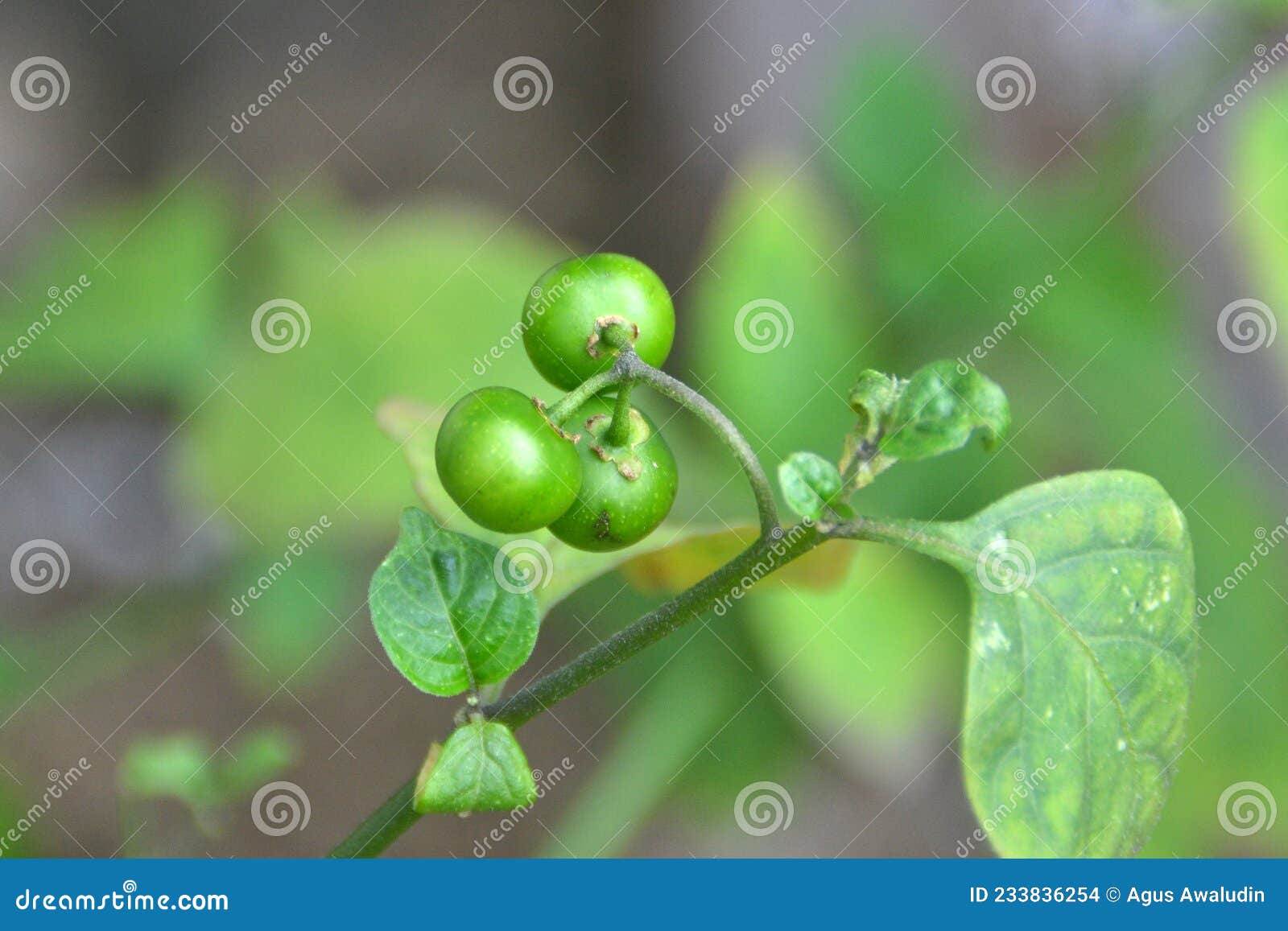 Leunca Plant and Fruit in the Garden Stock Photo - Image of blur ...