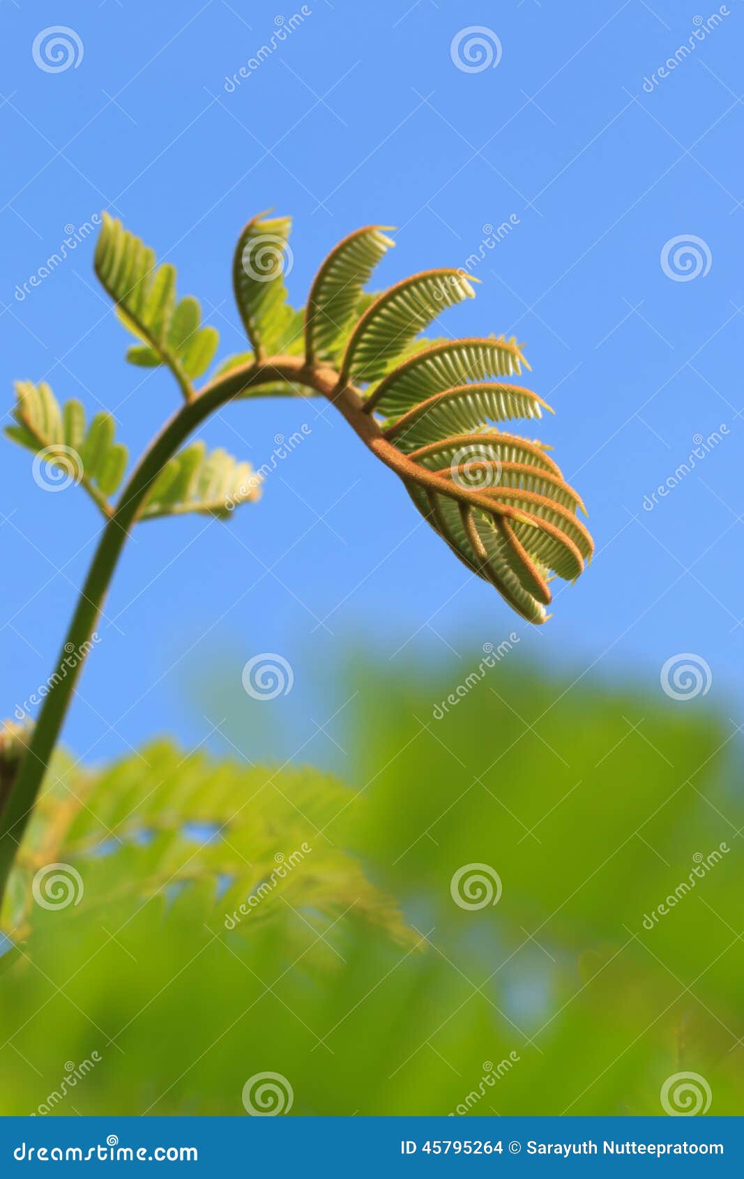 Shoot Leaves on Sky Background Stock Photo - Image of environment ...
