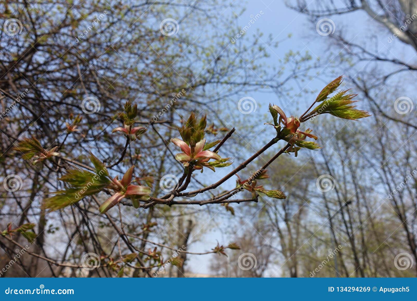 Shoot of Maple with Buds and Young Leaves in Spring Stock Image - Image ...