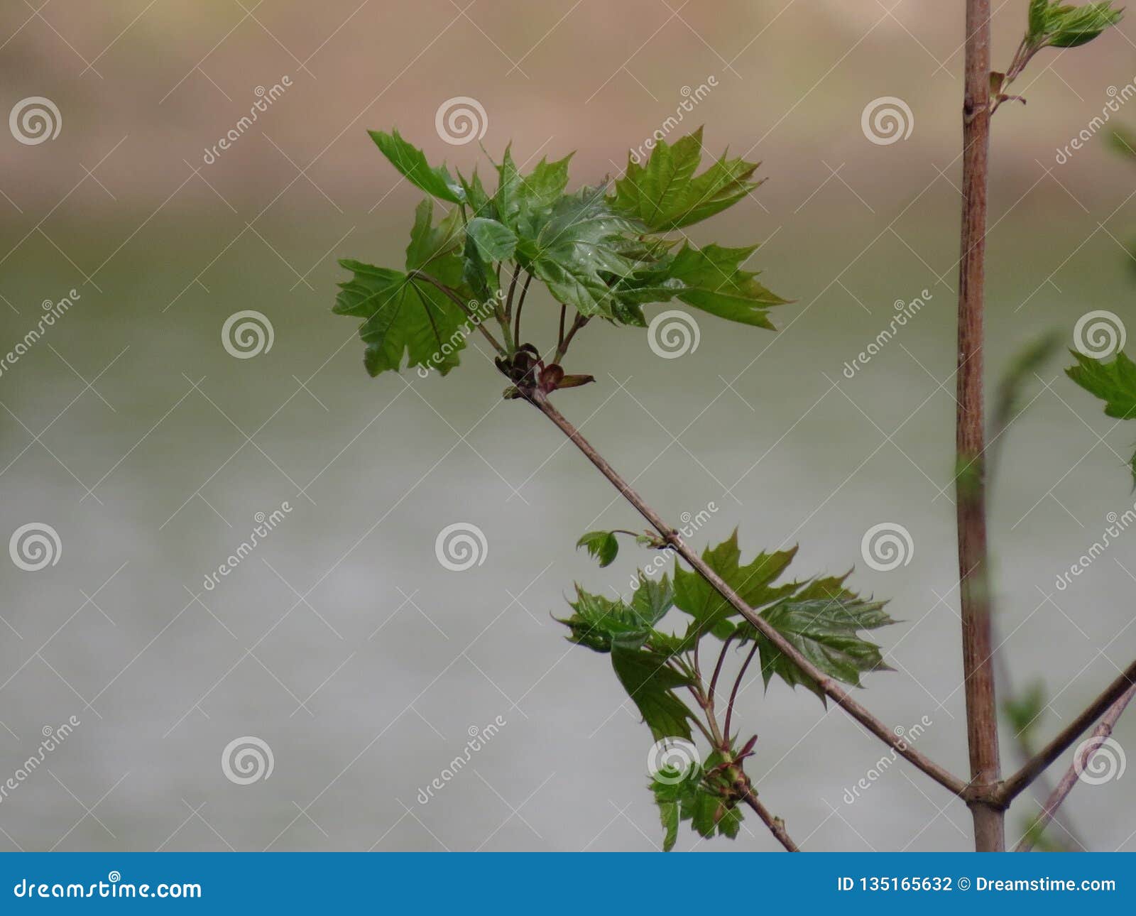 Shoot of Maple Tree with Buds and Young Leaves in Spring Stock Photo ...