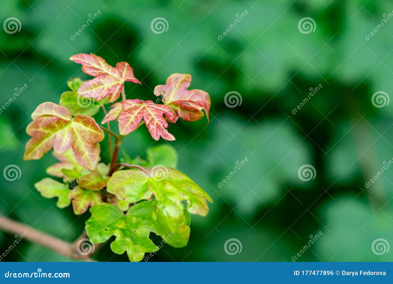 Shoot of Maple Tree with Young Leaves in Spring on Green Stock Photo ...