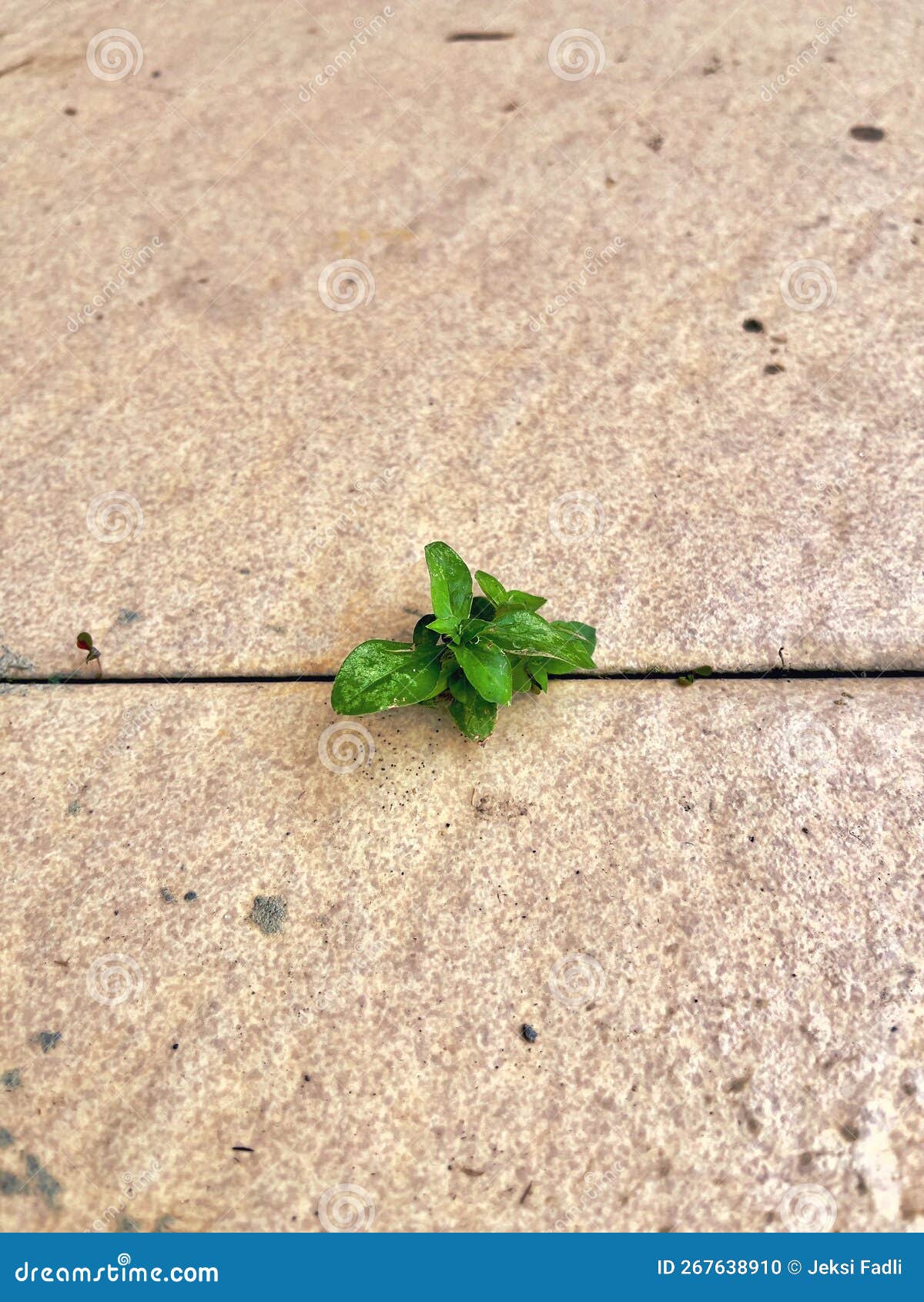 Shoot stock photo. Image of shoot, ceramic, grow, gaps - 267638910