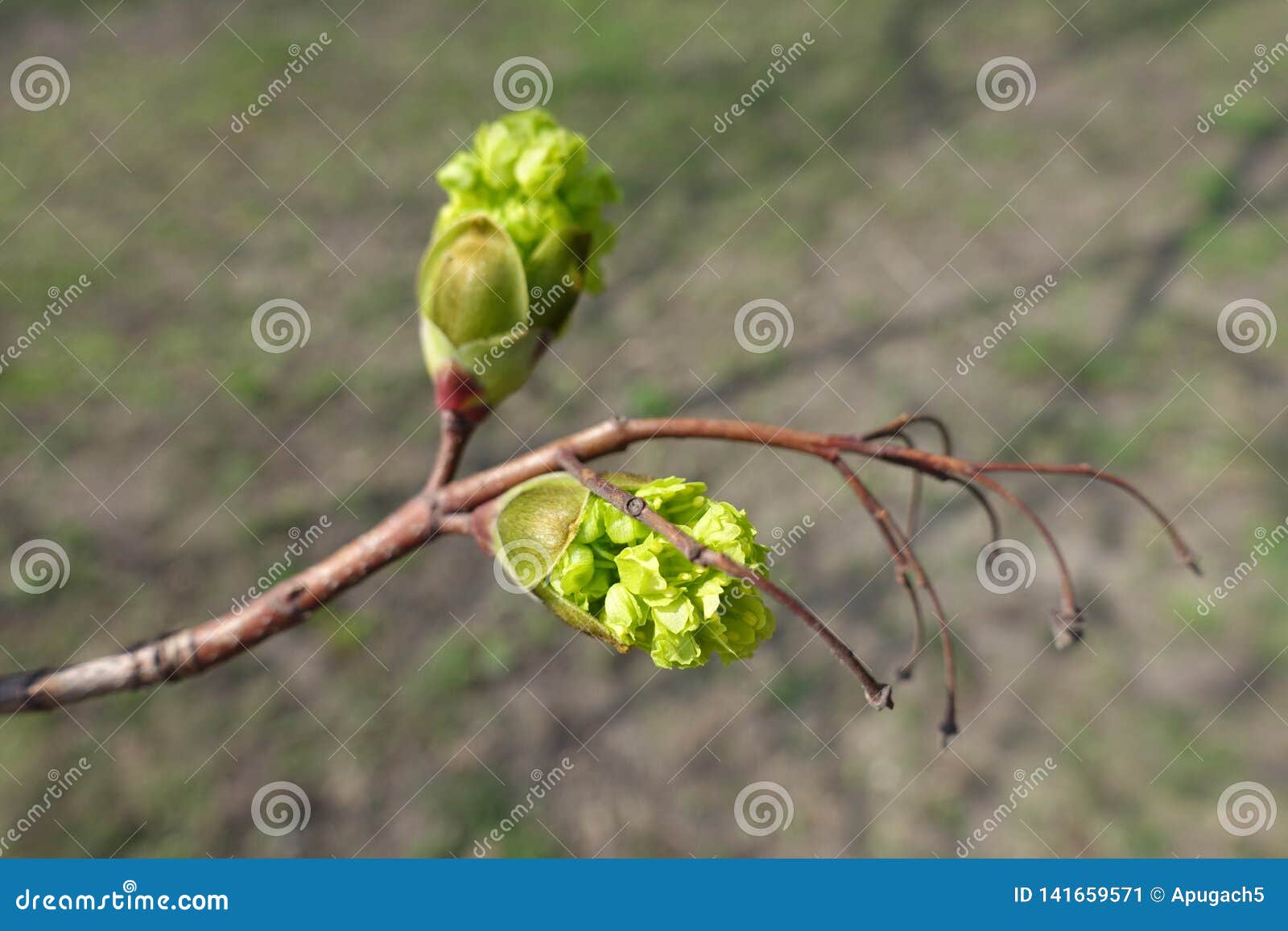 Shoot of Norway Maple with Flower Buds Stock Image - Image of april ...