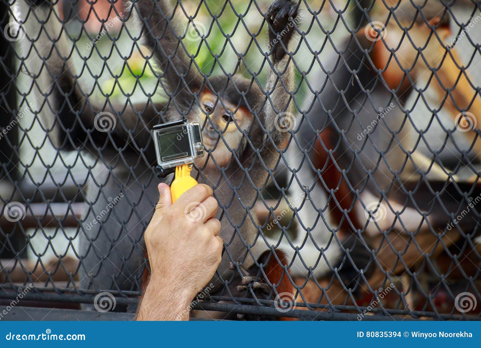 Shoot a Photo the Monkey in Cage. Stock Photo - Image of mammal, person ...