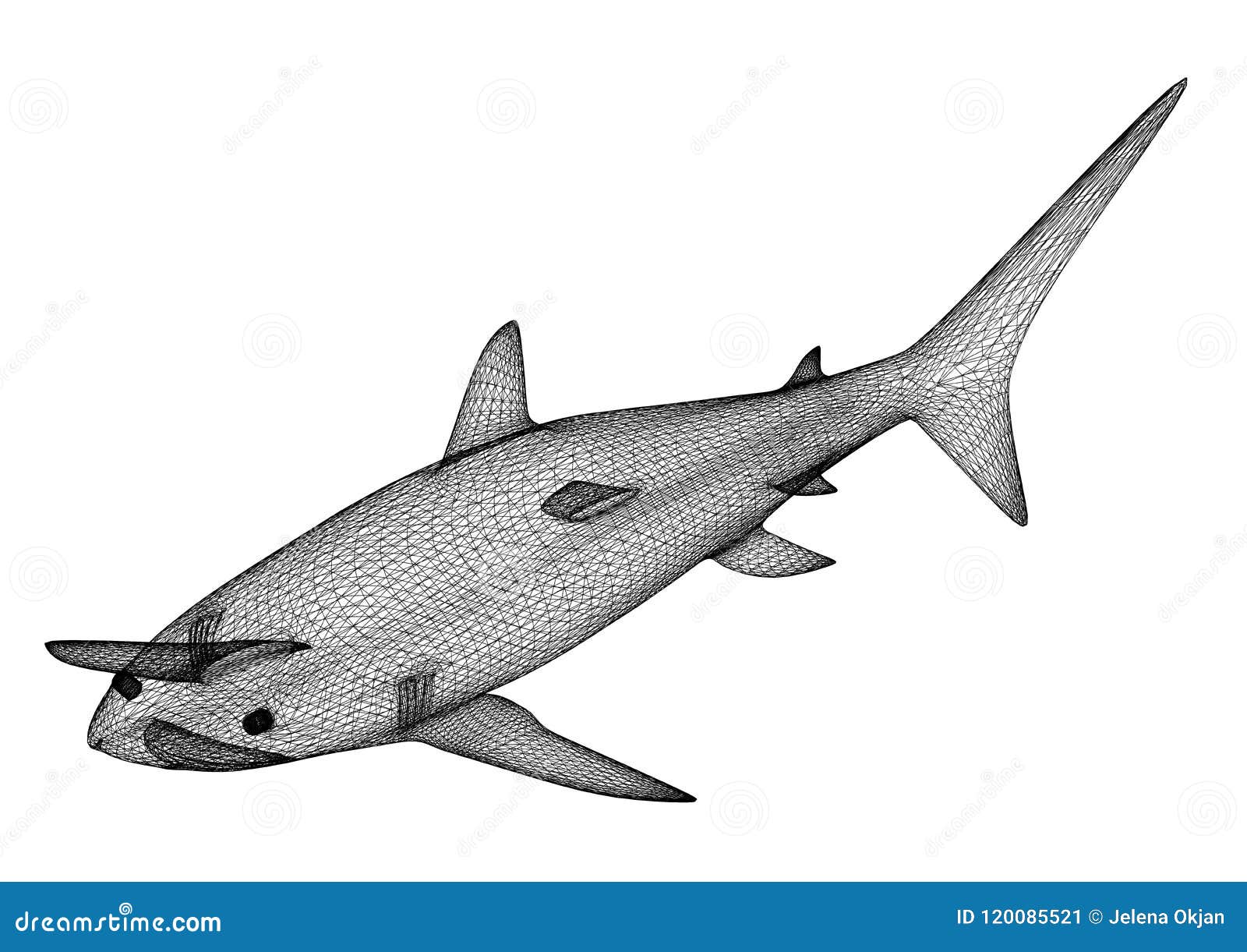 Shark 3d Blueprint Mesh Model On A Blue Background. Front View ...
