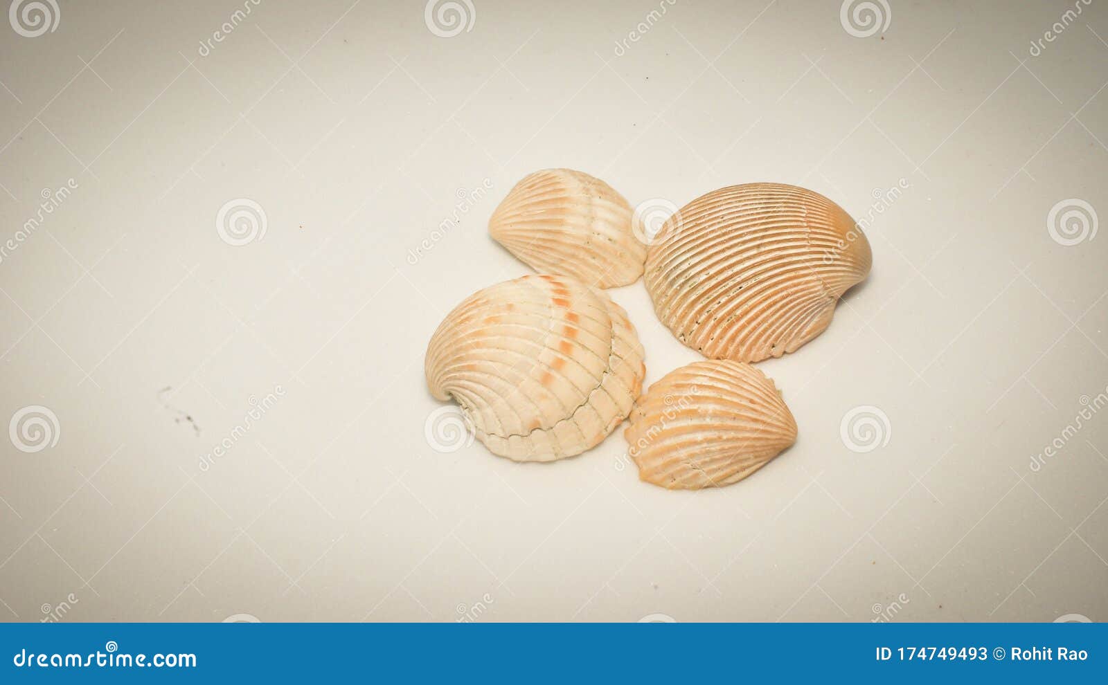 Shells Photo with Plain Background and Shell Picked from Beach Stock ...
