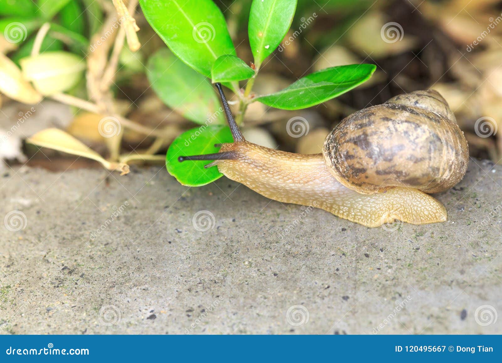Lovely snail stock image. Image of cattle, vitality - 120495667
