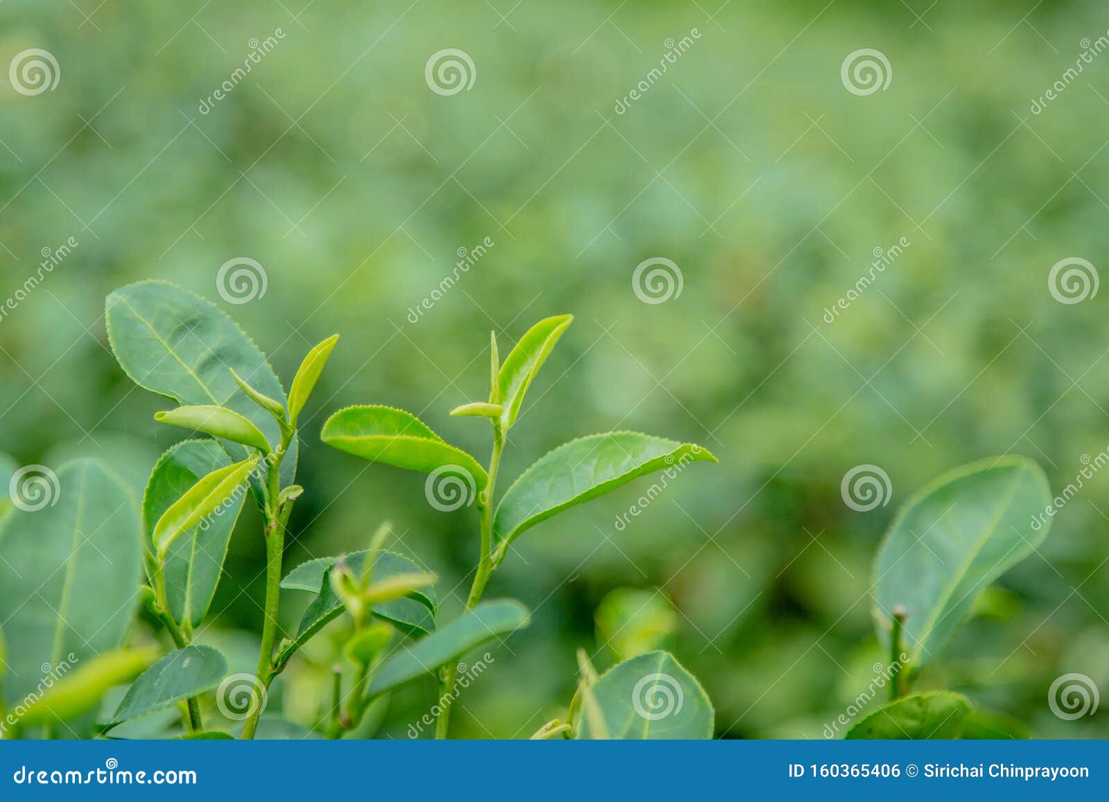 Shoot of tea plant stock photo. Image of fresh, green - 160365406