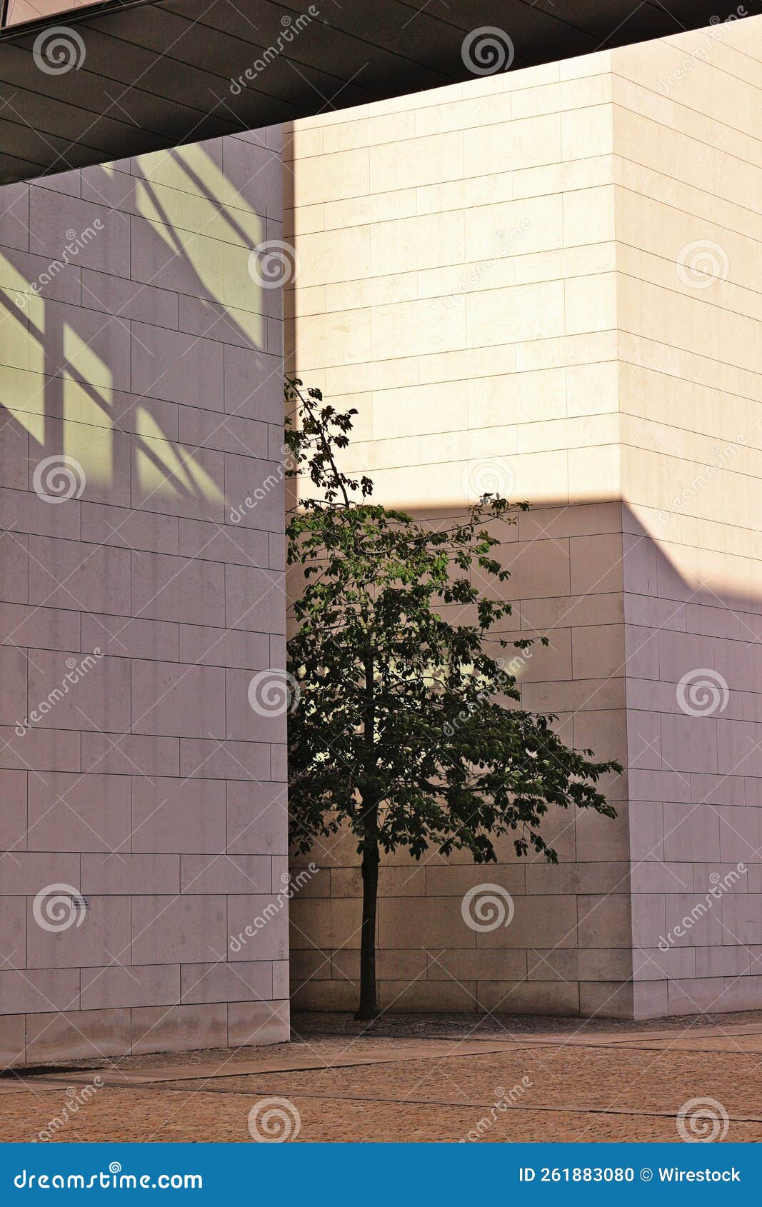 Shoot of a Tree Wedged between Buildings Stock Photo - Image of ...