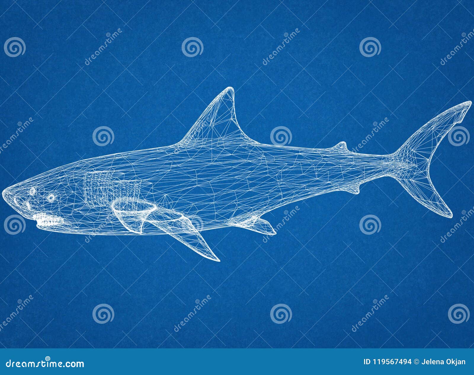 White Shark Architect Blueprint Stock Photo - Image of animals, graphic ...