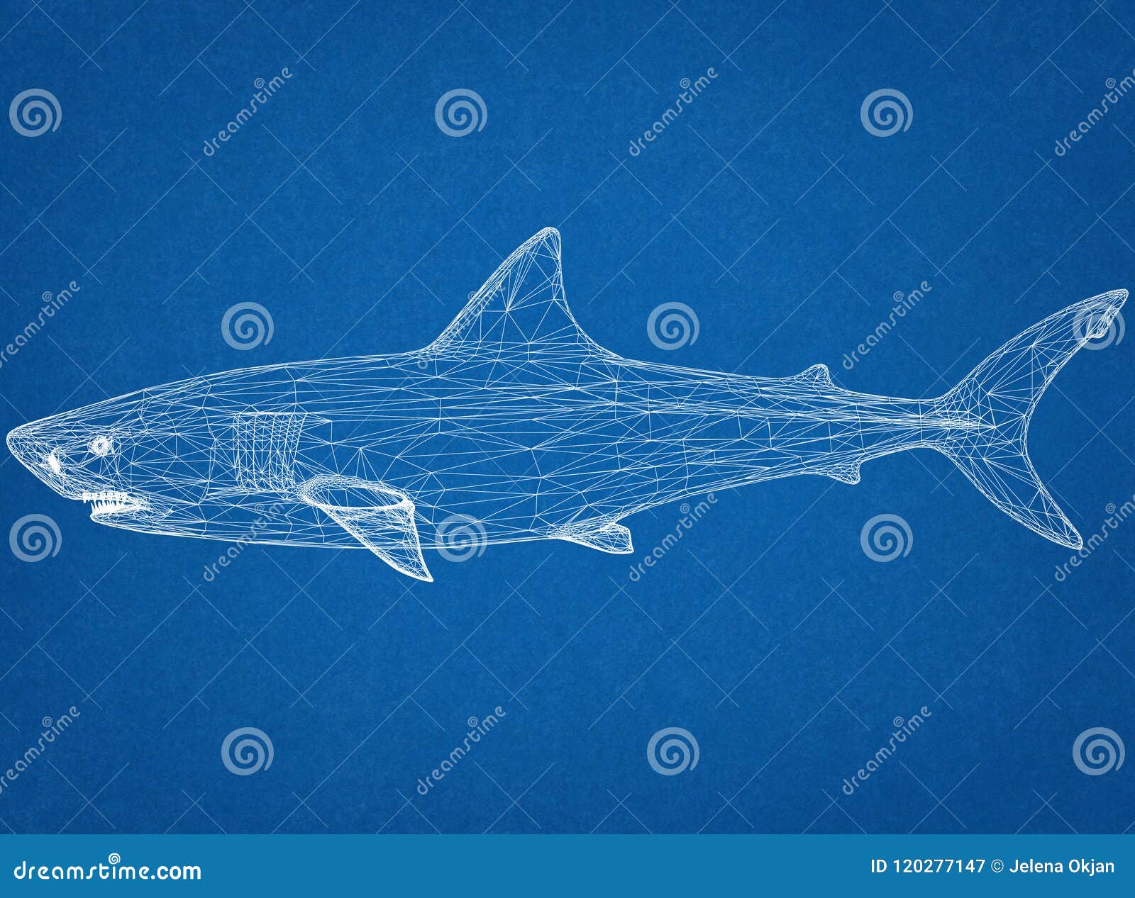 White Shark Architect Blueprint Stock Image - Image of predator ...
