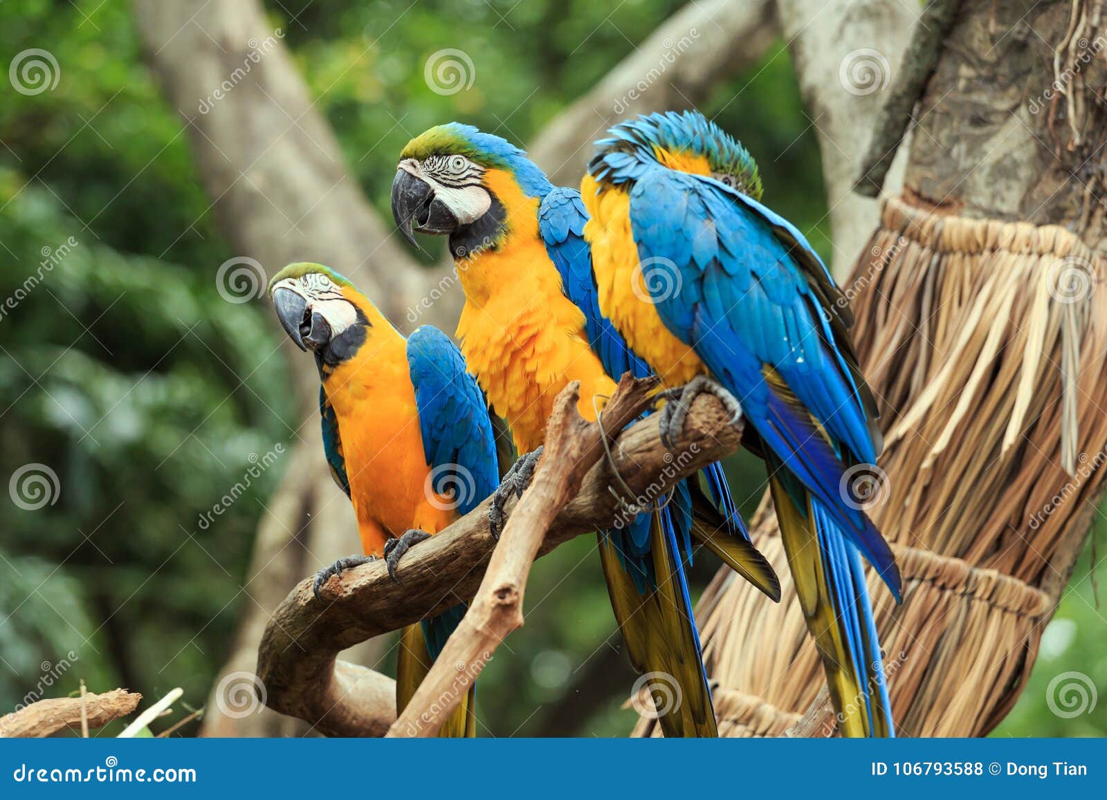 The Brightly Colored Parrot Stock Photo - Image of rain, close: 106793588