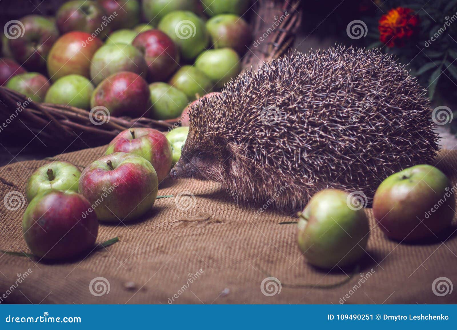Shooting a Hedgehog at Night Stock Image - Image of eared, blackbearded ...