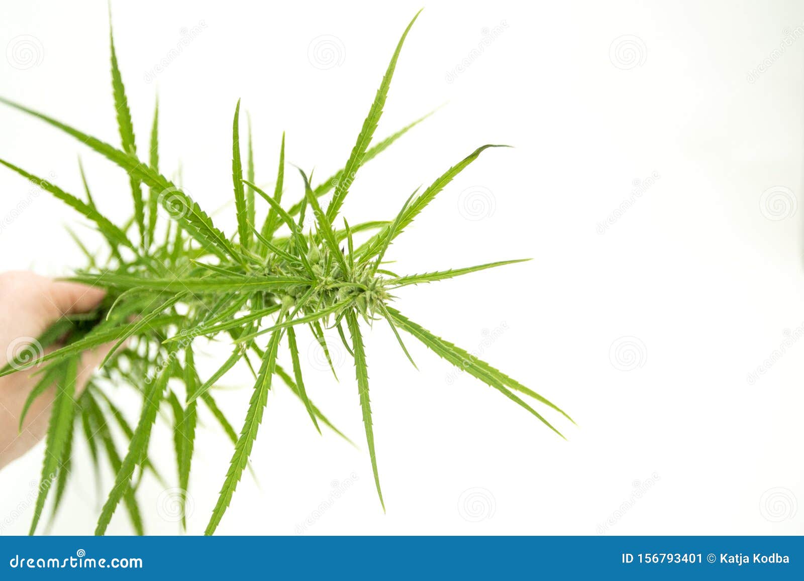 Shooting Industrial Hemp in Studio: Top of the Plant Stock Image ...