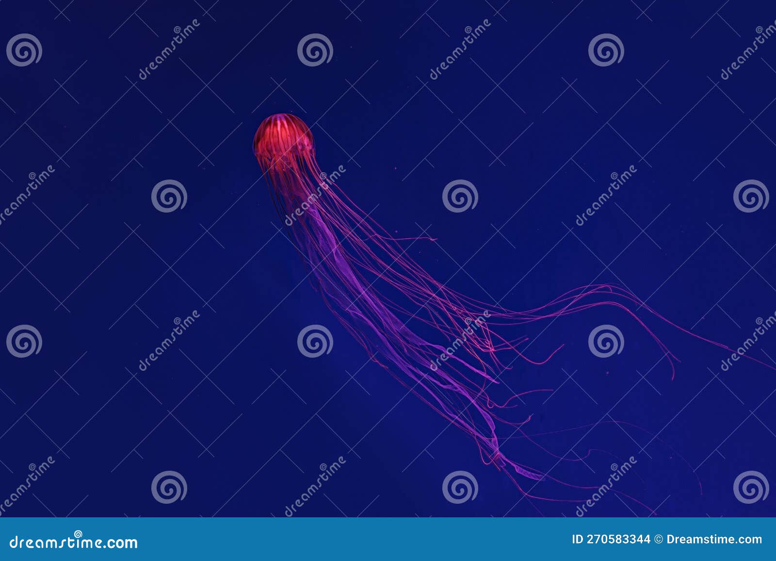 Shooting Macro Chrysaora Pacifica Underwater Stock Photo - Image of ...