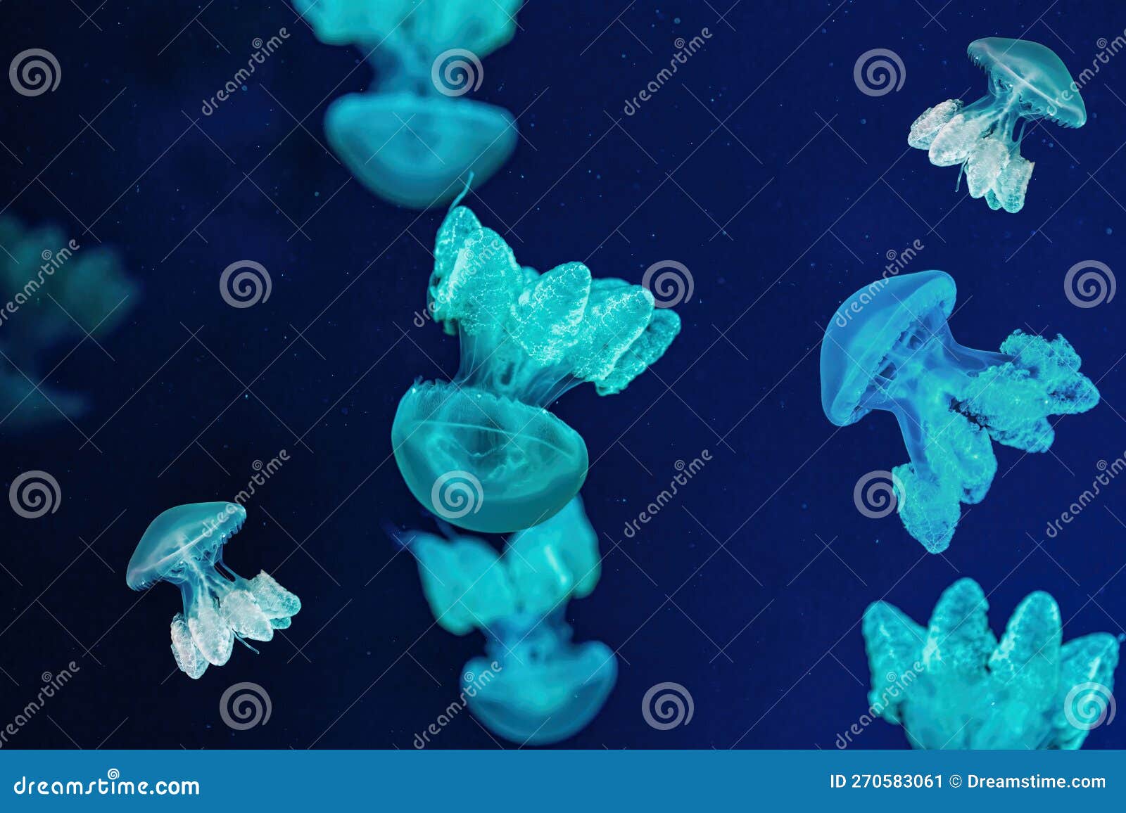 Shooting Macro Lychnorhiza Lucerna Underwater Stock Image - Image of ...