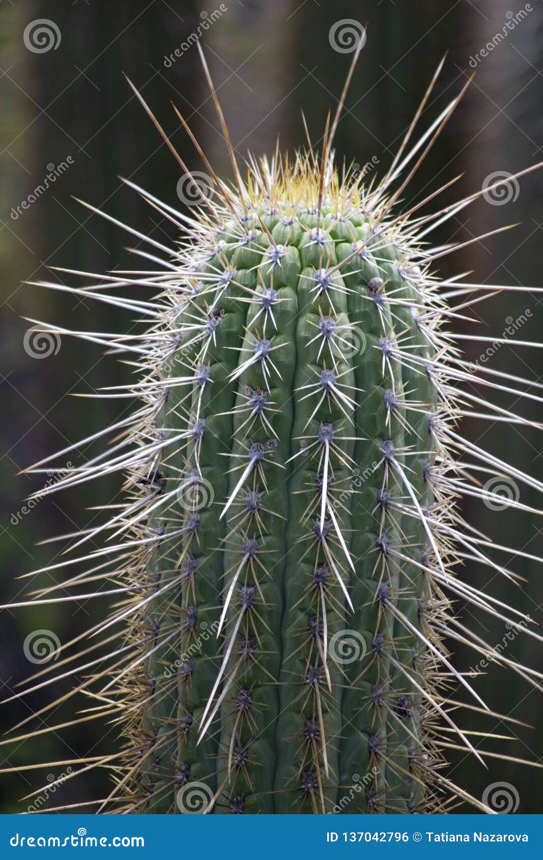 Cactus with Large Needles Close-up Stock Photo - Image of back, green ...