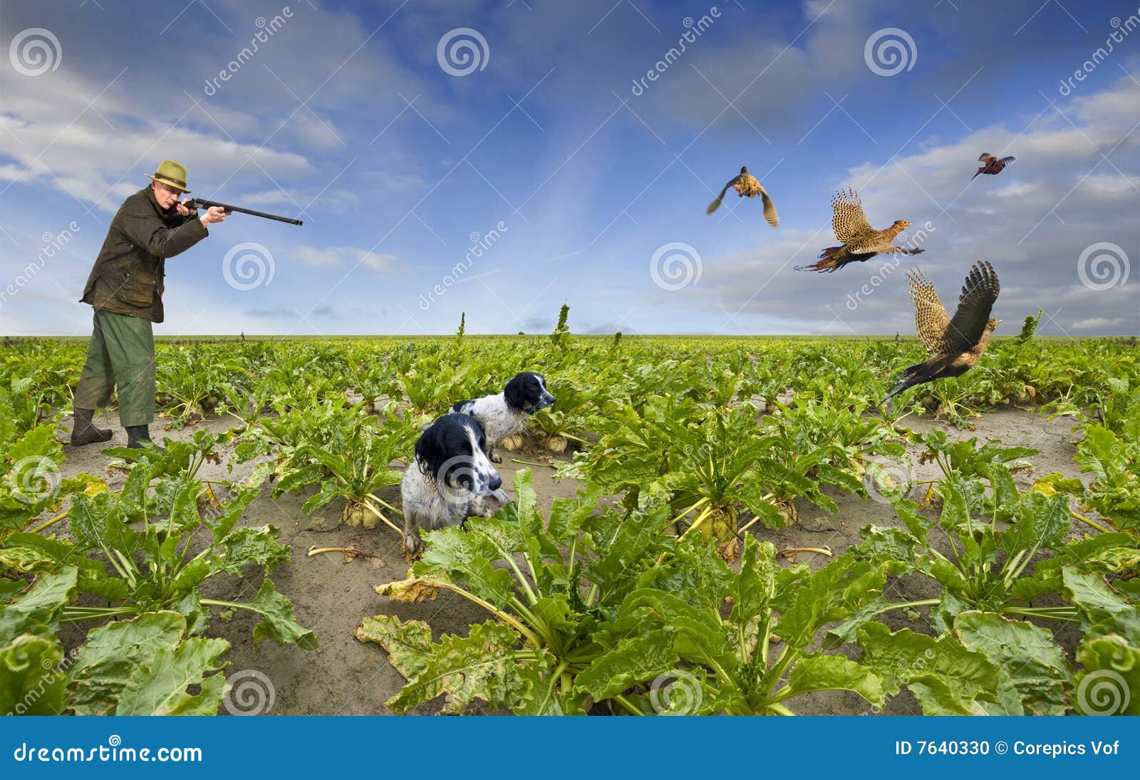 Shooting Pheasants stock photo. Image of fleeing, beets - 7640330