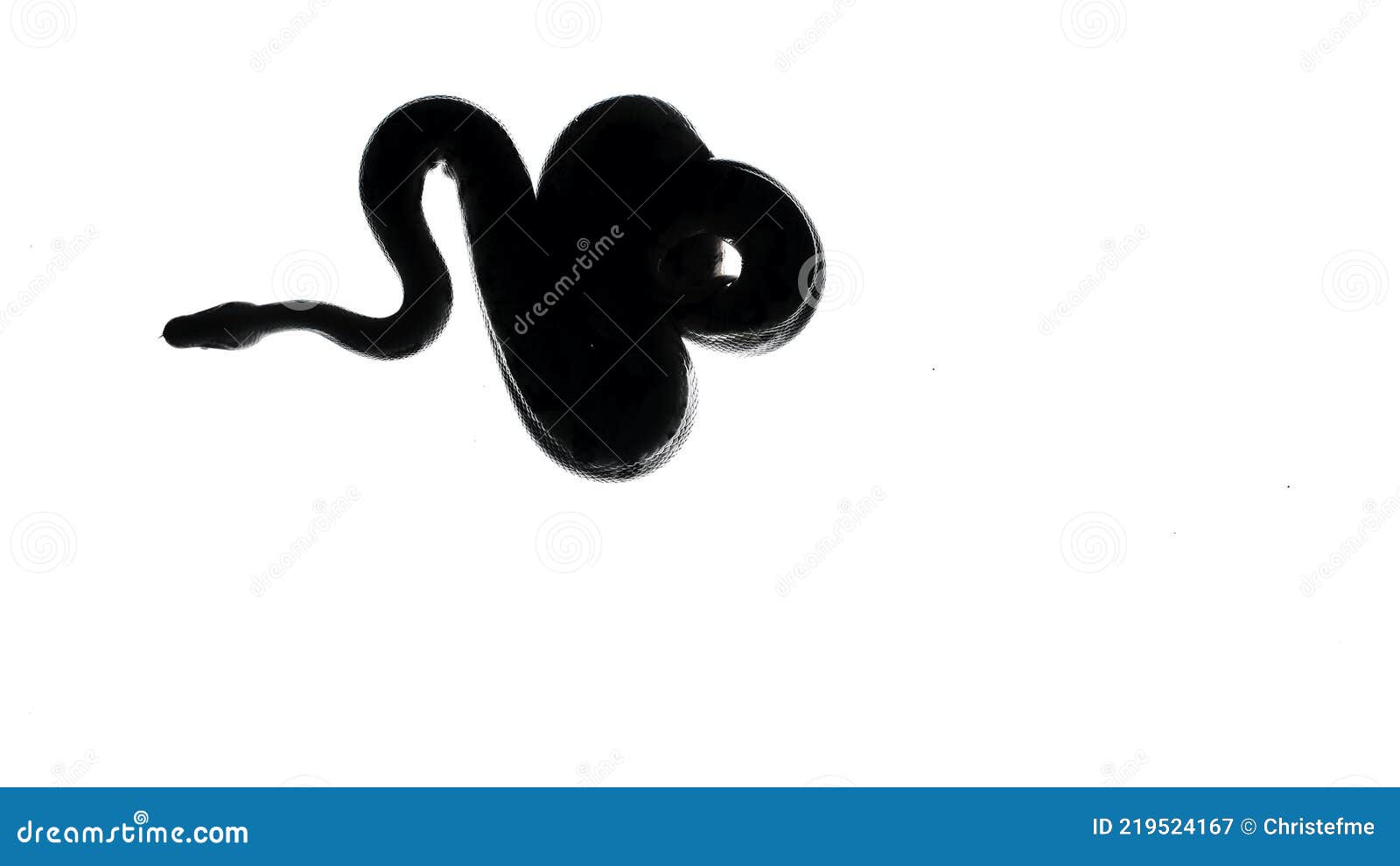 Shooting of Royal Ball Python Silhouette, Camera from Bottom Stock ...