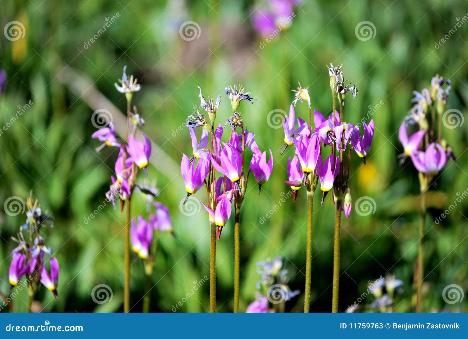 Shooting Star Flowers stock image. Image of outdoors - 11759763