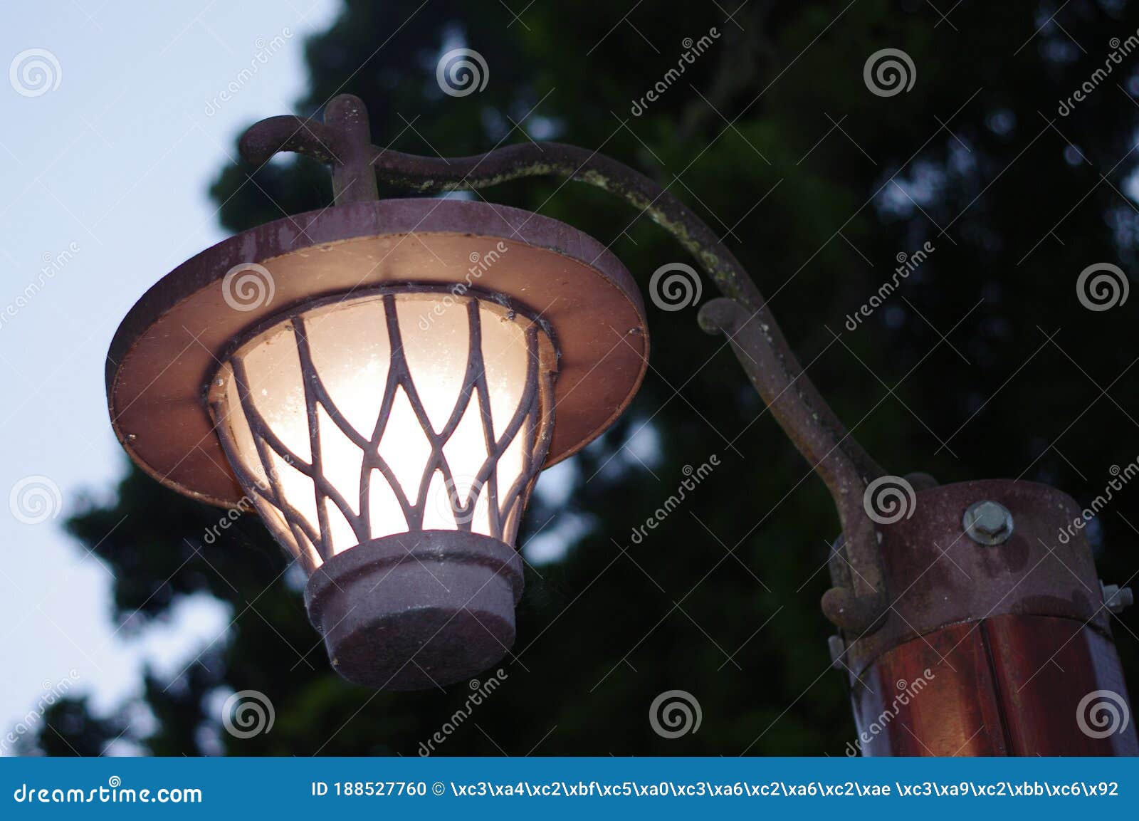 Shooting Street Lights in the Forest at Night Stock Photo - Image of ...