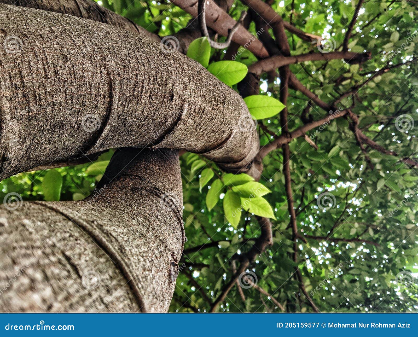 Shooting of Trees from Below Stock Image - Image of branch, shooting ...