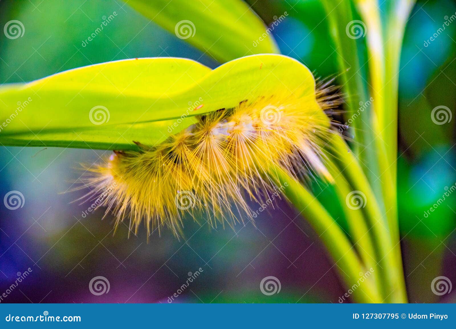 Shooting worm closely. stock image. Image of close, creature - 127307795