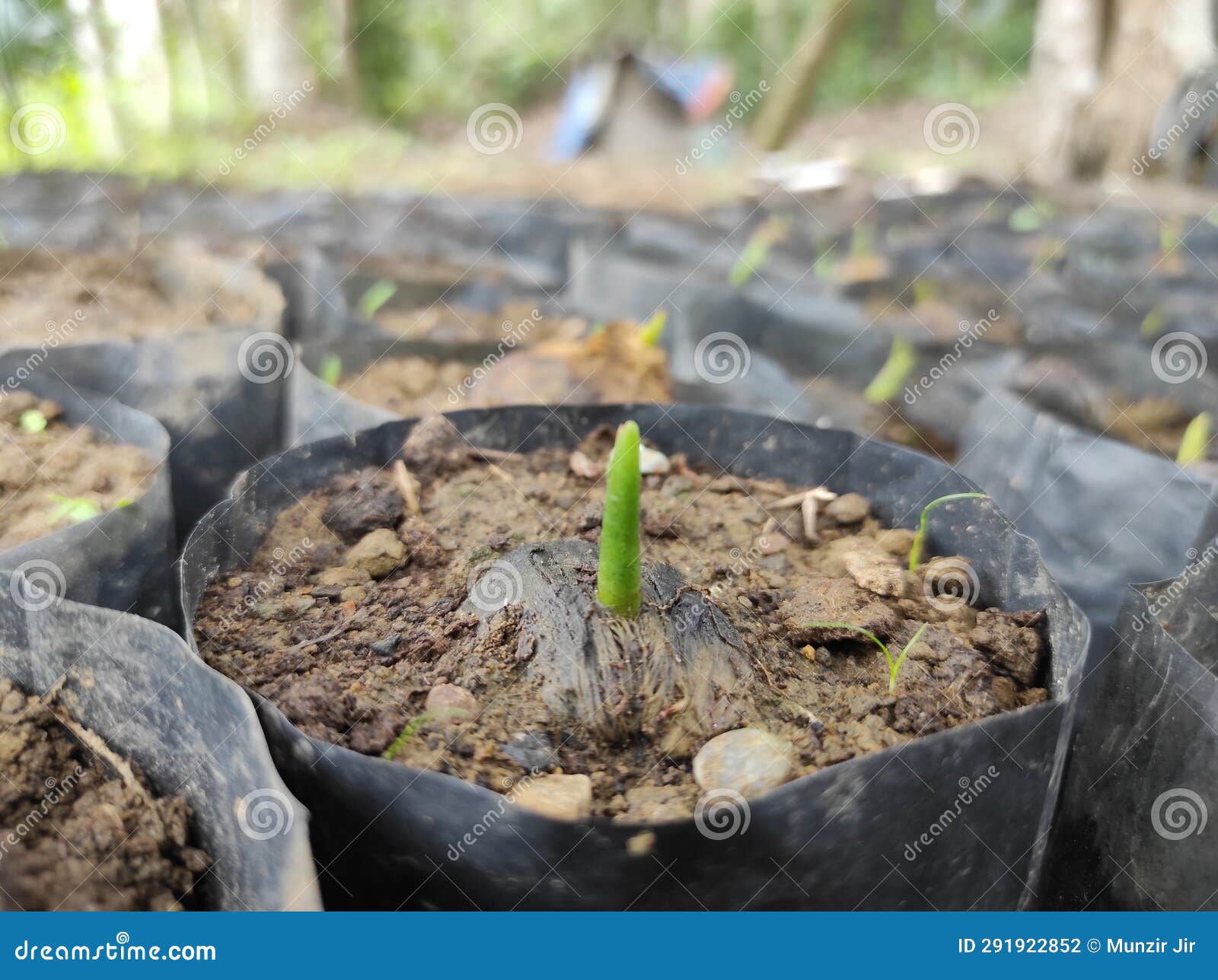 Shoots of Areca Nut Seeds that Have Grown Stock Photo - Image of food ...