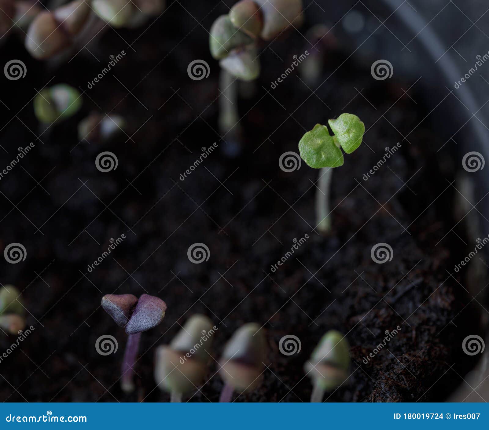 Shoots of basil in a pot stock photo. Image of foliage - 180019724