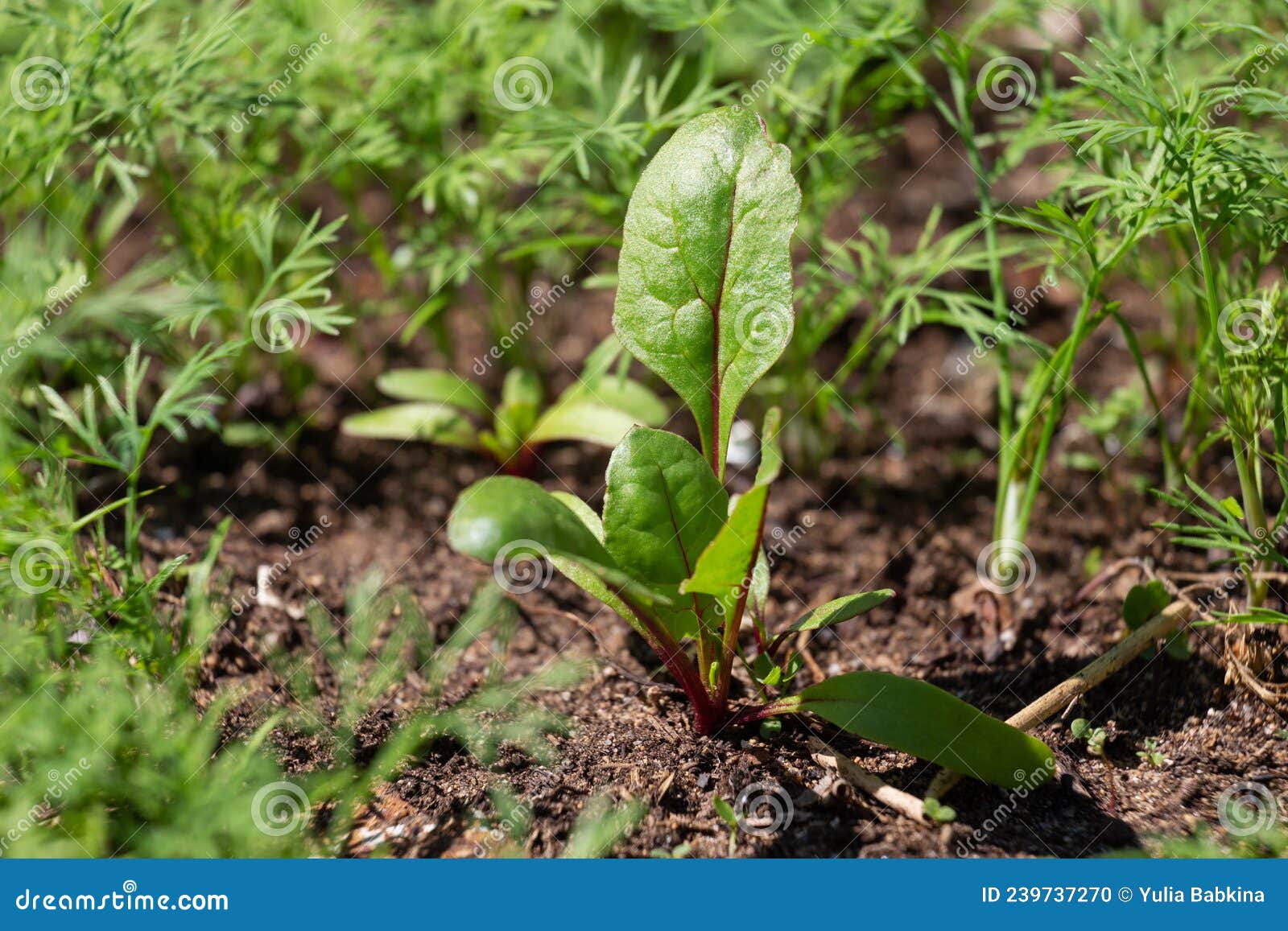 Shoots of beets stock photo. Image of closeup, growing - 239737270
