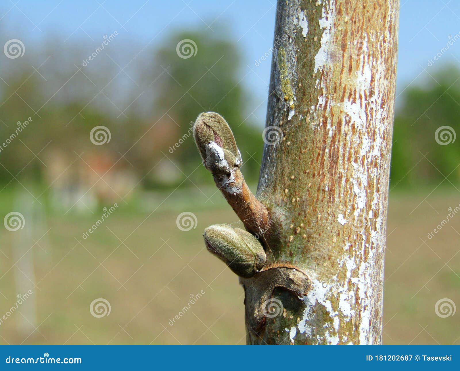 The Shoots and Buds of a Young Walnut Tree Stock Image - Image of bloom ...