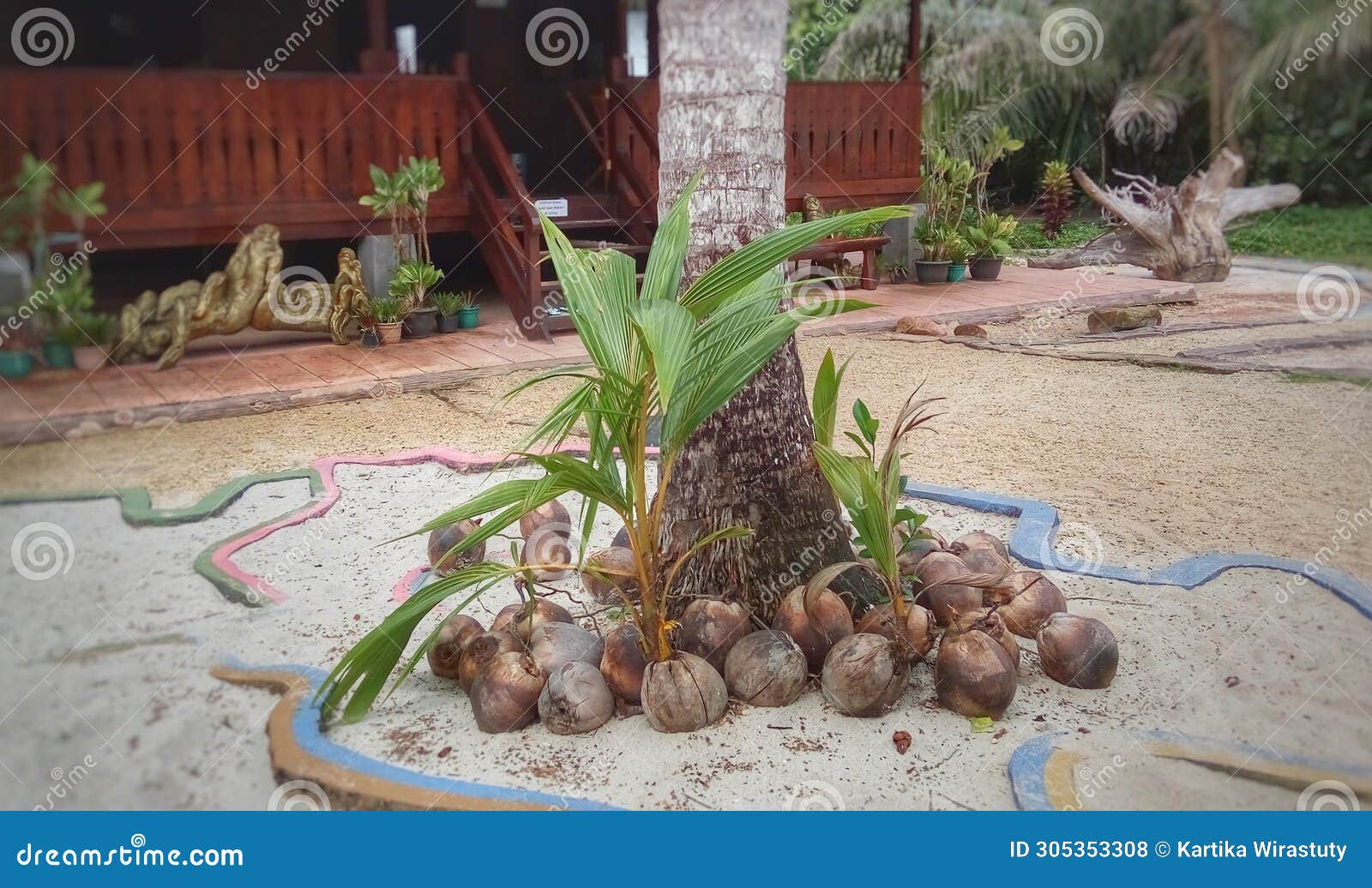 Shoots of Coconut Placed Under a Coconut Tree Stock Photo - Image of ...