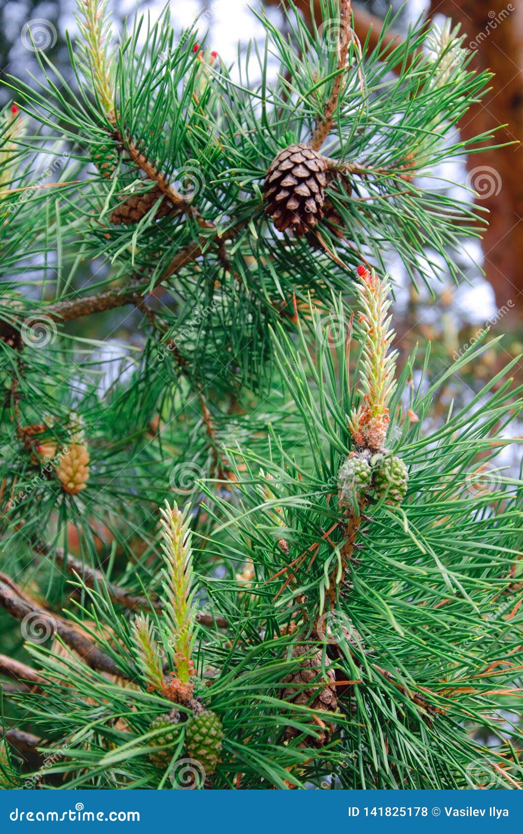 Shoots and Cones of a Pine Tree. Stock Photo - Image of nature, north ...
