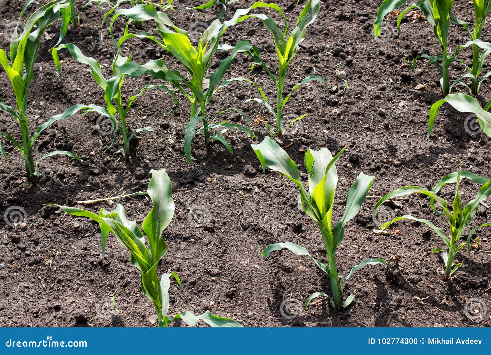 The shoots of corn stock photo. Image of harvest, farming - 102774300