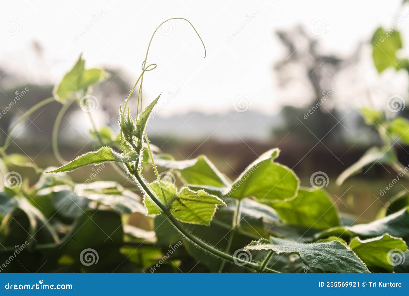 The Shoots of the Creeping Plants Look Beautiful in the Morning. Stock ...