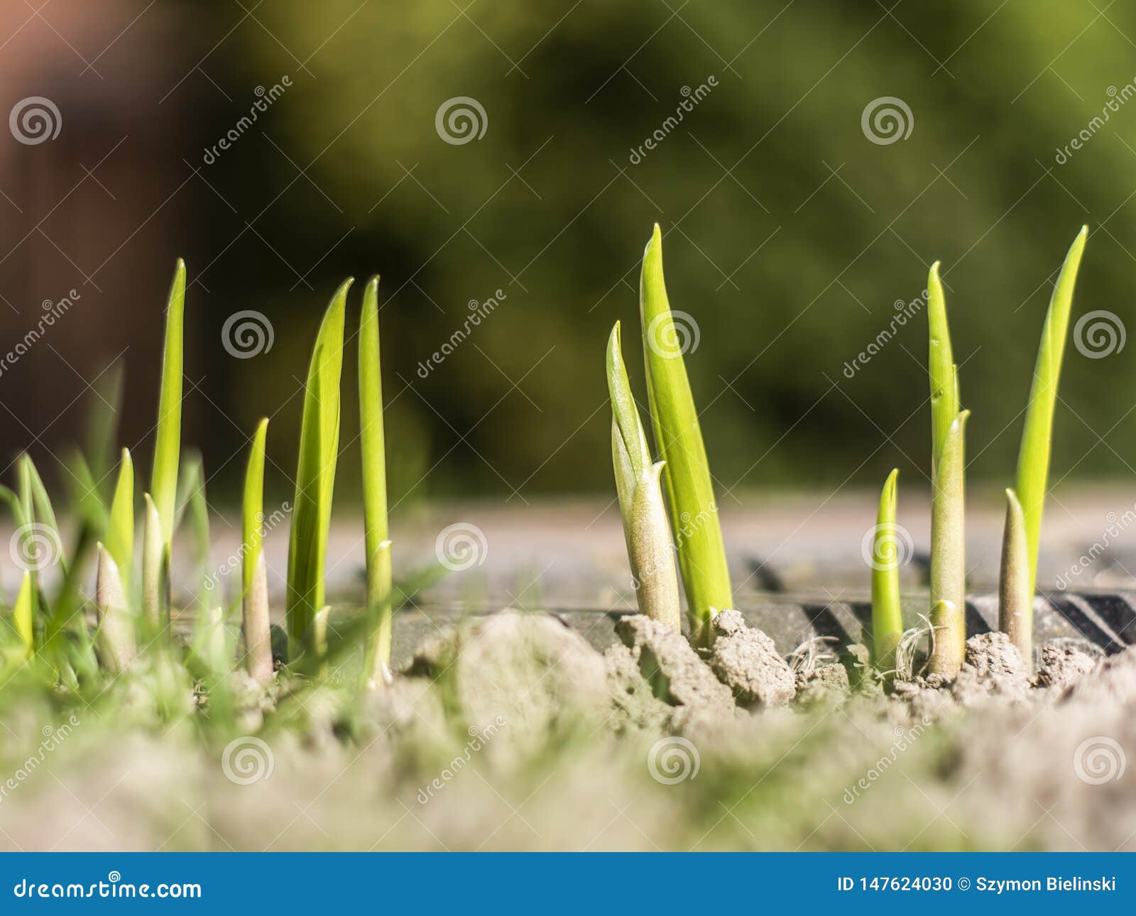 Shoots of Flowers Germinate from the Ground Stock Photo - Image of ...