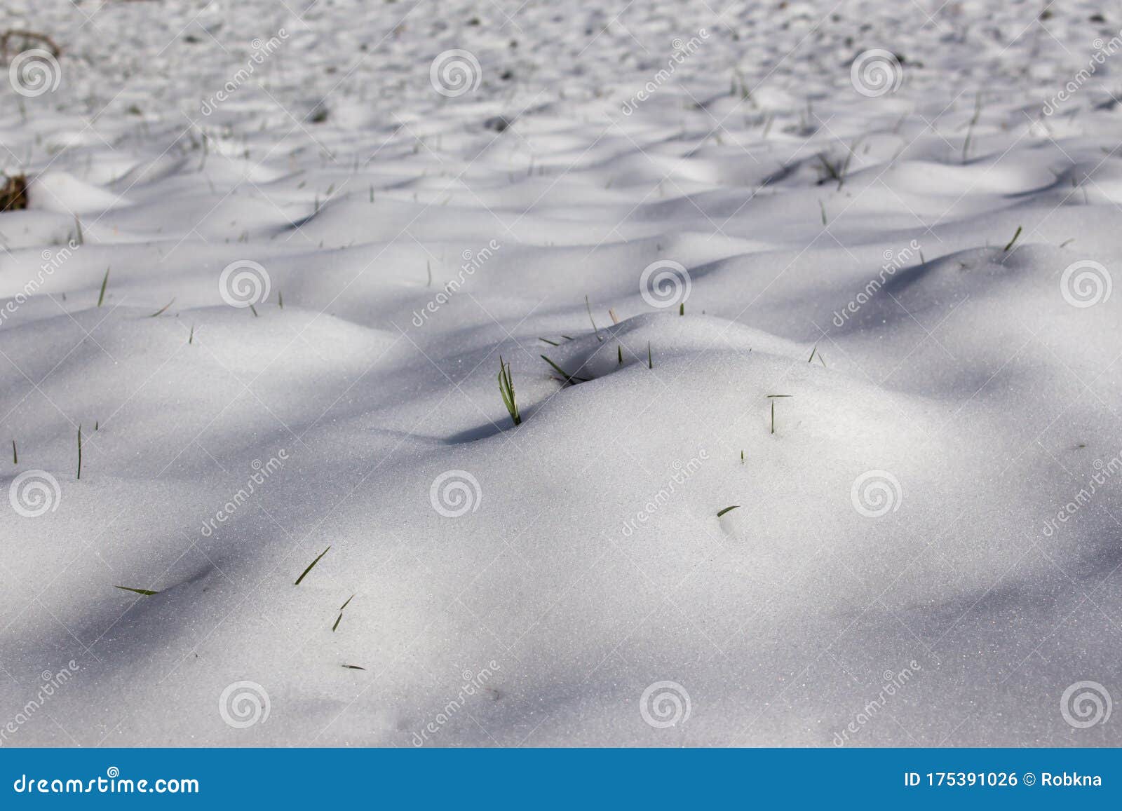Shoots of Fresh Grass Growing through the Melting Snow in Spring Stock ...