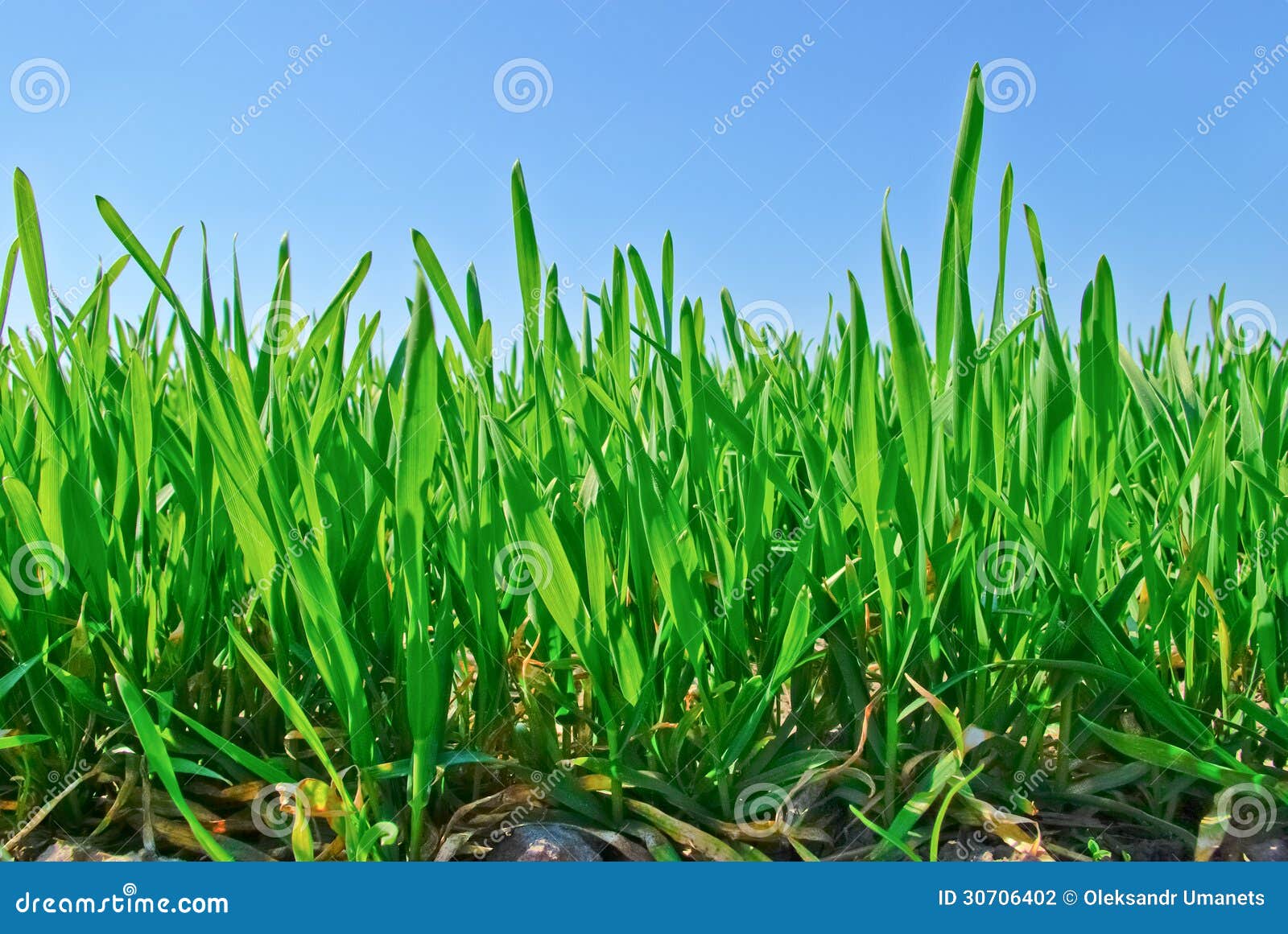 Shoots of Grain on the Background of the Blue Sky Stock Photo - Image ...